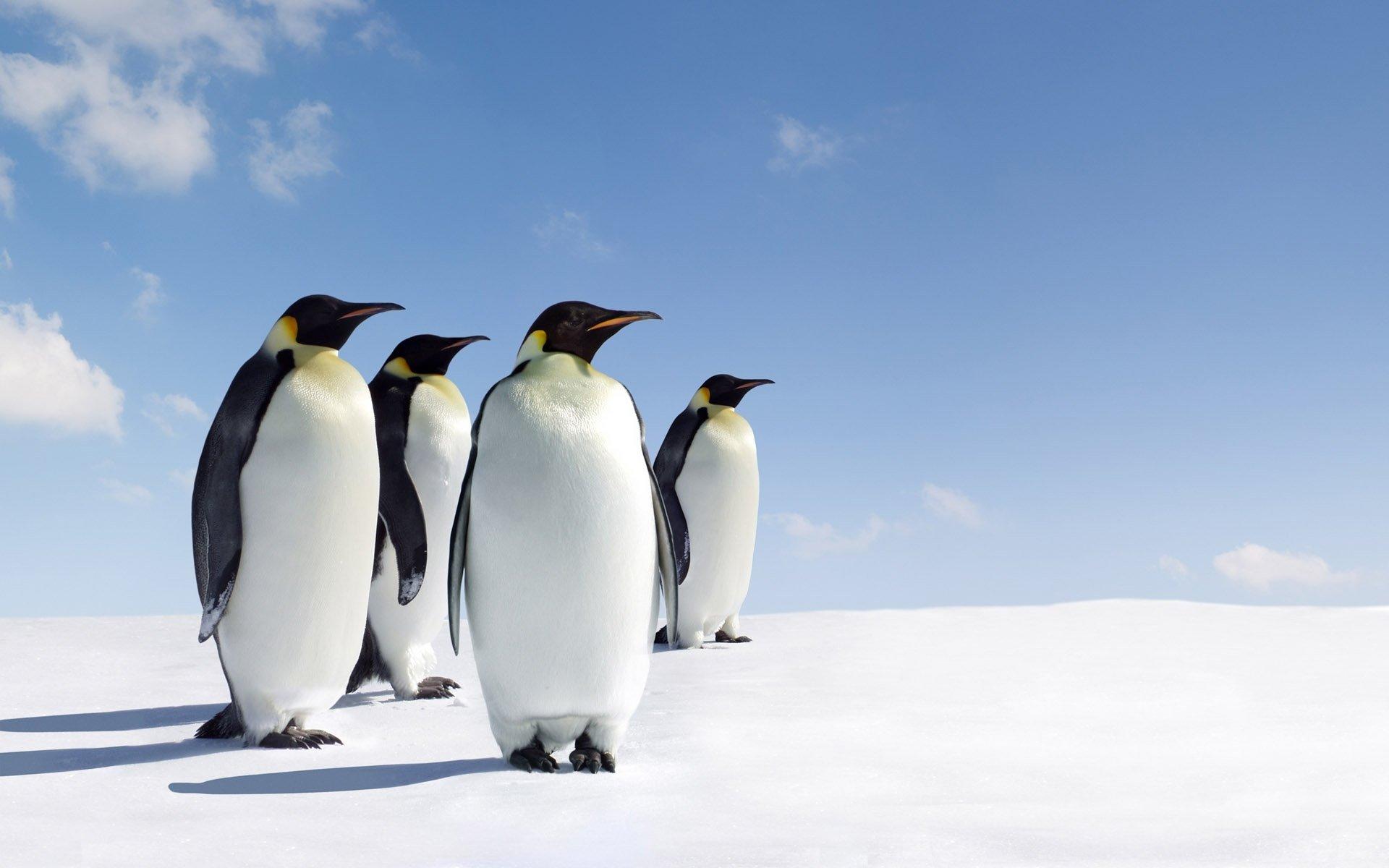 4K Penguin Wallpapers - Top Free 4K Penguin Backgrounds - WallpaperAccess