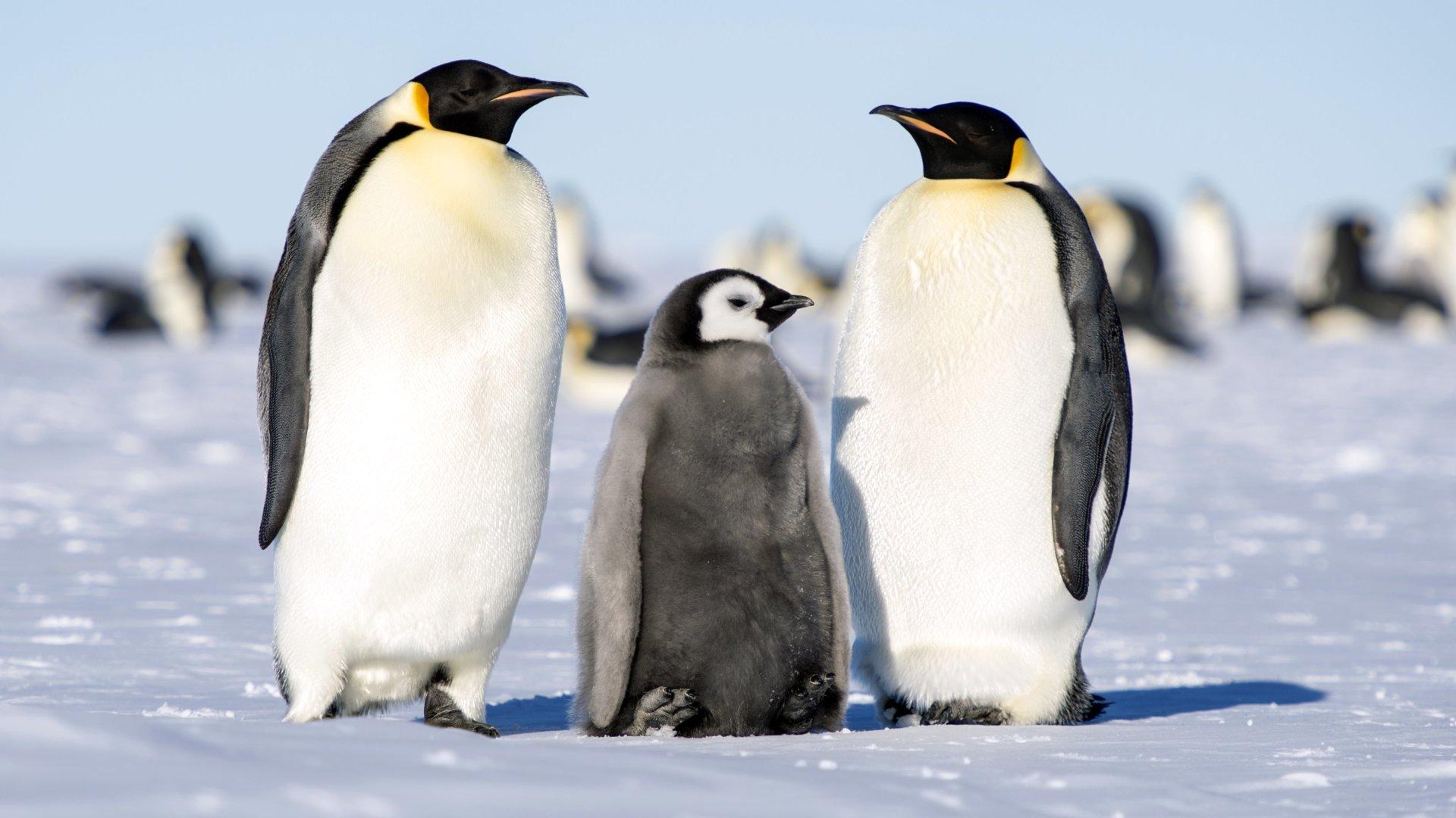 4K Penguin Wallpapers - Top Free 4K Penguin Backgrounds - WallpaperAccess