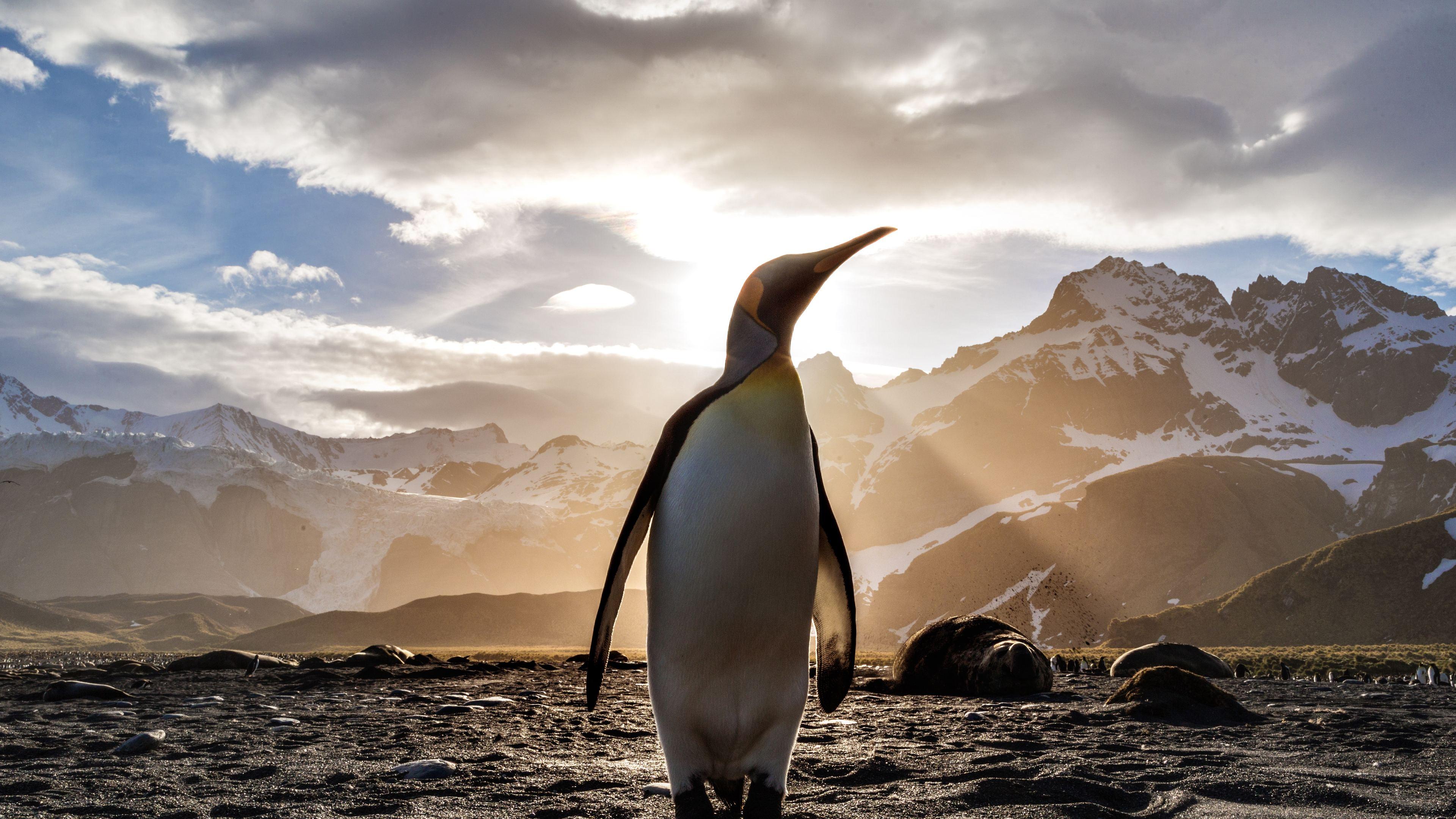 4K Penguin Wallpapers - Top Free 4K Penguin Backgrounds - WallpaperAccess