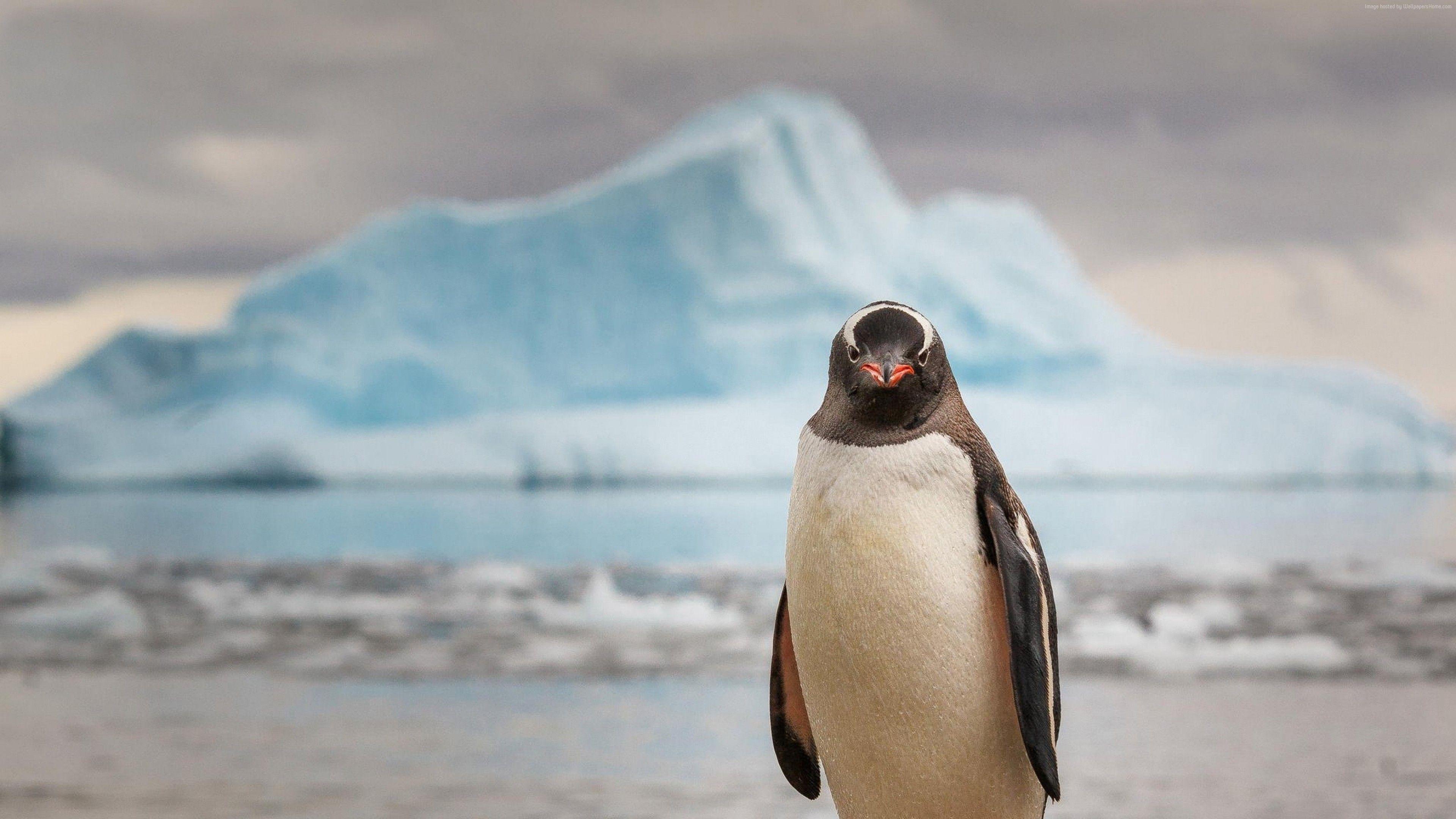 4K Penguin Wallpapers - Top Free 4K Penguin Backgrounds - WallpaperAccess