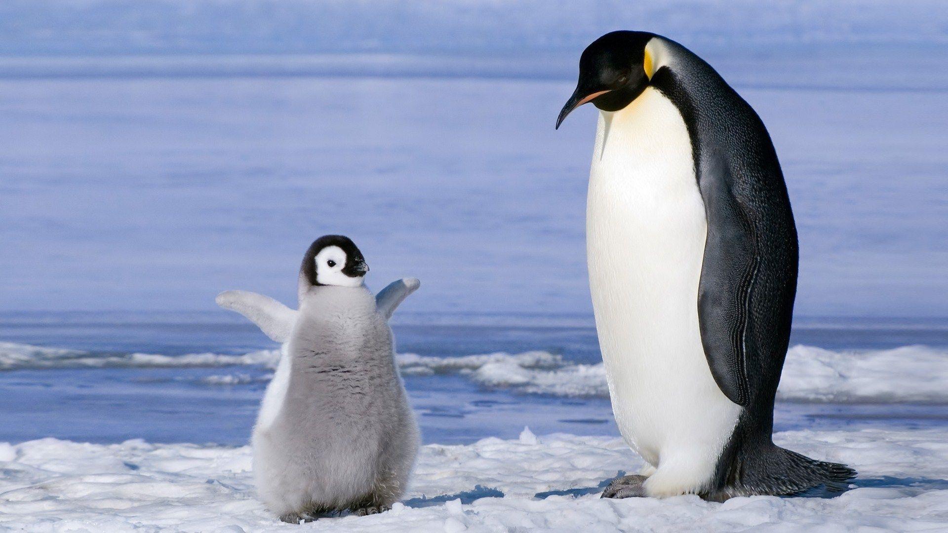 4K Penguin Wallpapers - Top Free 4K Penguin Backgrounds - WallpaperAccess