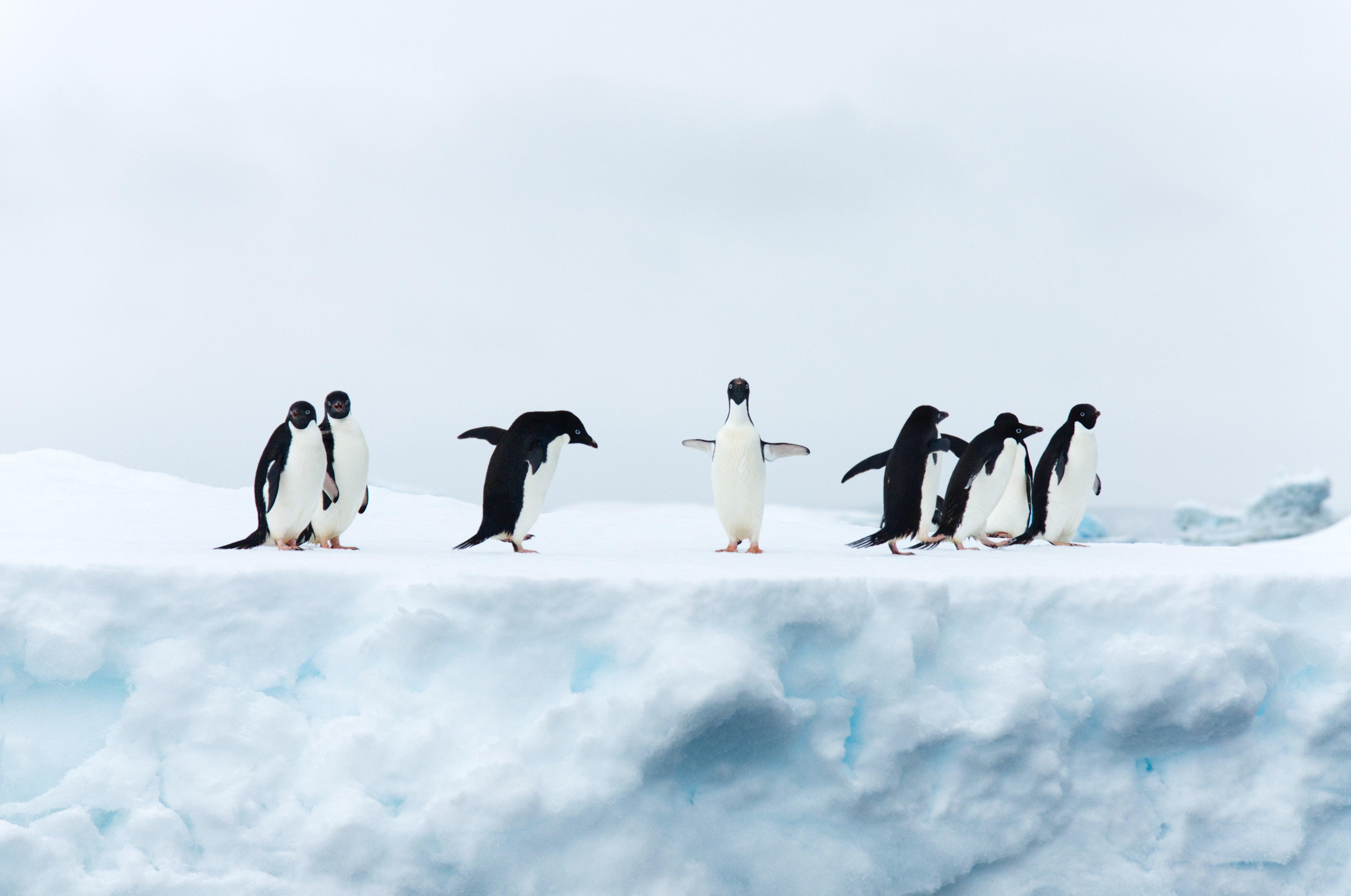 4K Penguin Wallpapers - Top Free 4K Penguin Backgrounds - WallpaperAccess