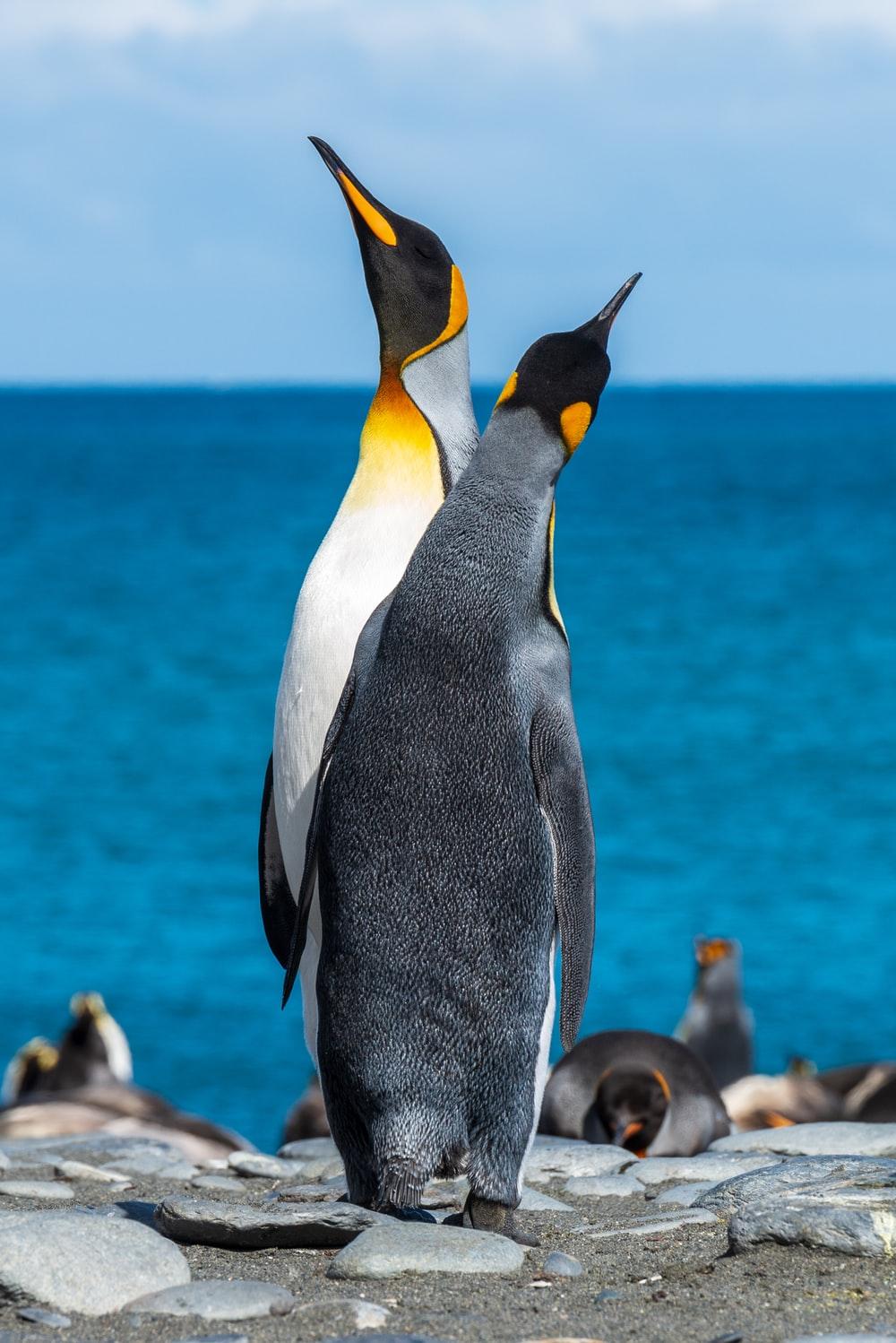 4K Penguin Wallpapers - Top Free 4K Penguin Backgrounds - WallpaperAccess