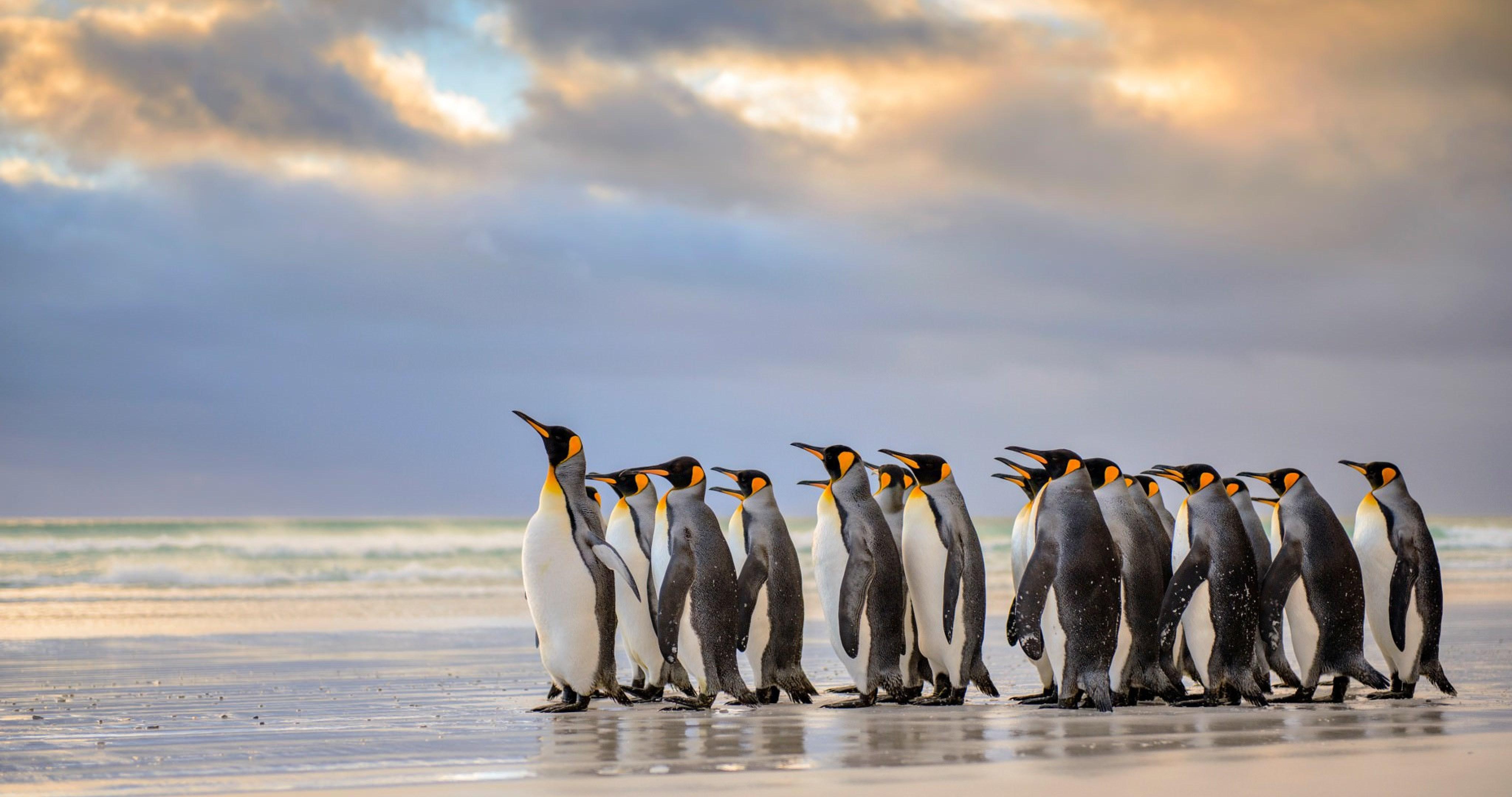 4K Penguin Wallpapers - Top Free 4K Penguin Backgrounds - WallpaperAccess