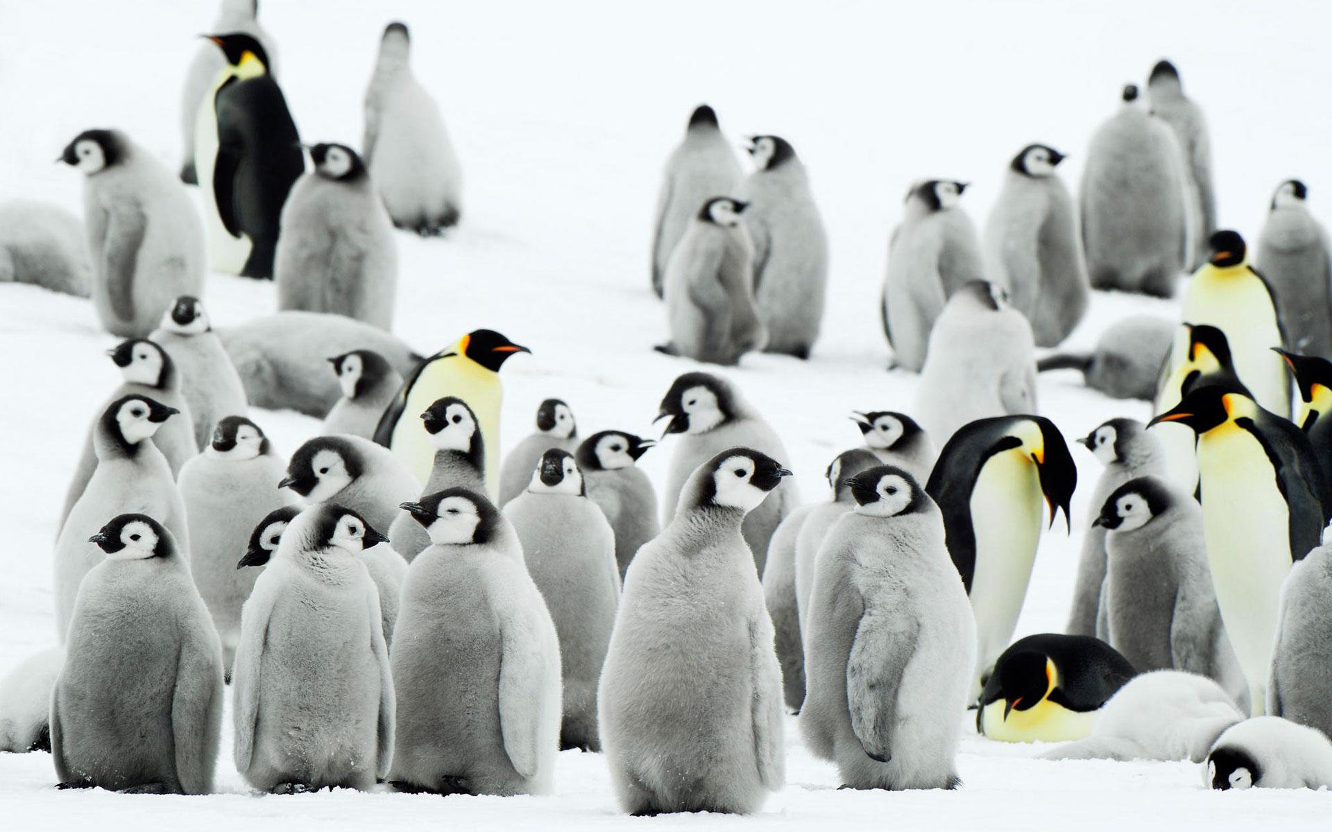 4K Penguin Wallpapers - Top Free 4K Penguin Backgrounds - WallpaperAccess