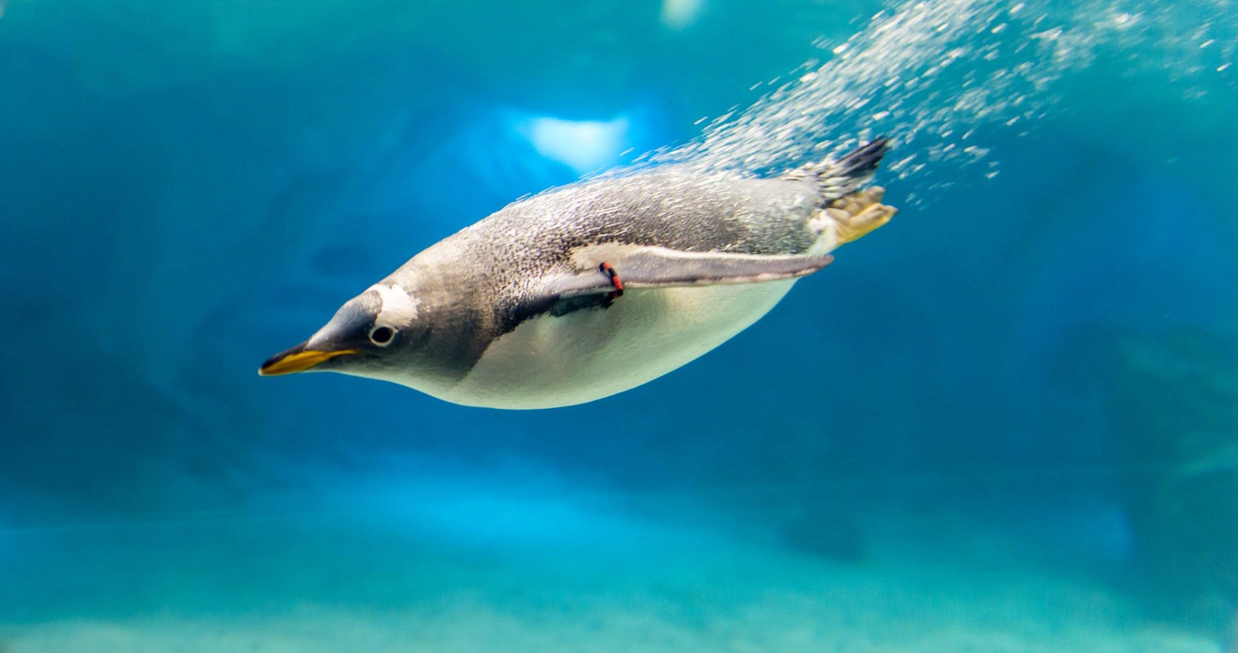 4K Penguin Wallpapers - Top Free 4K Penguin Backgrounds - WallpaperAccess