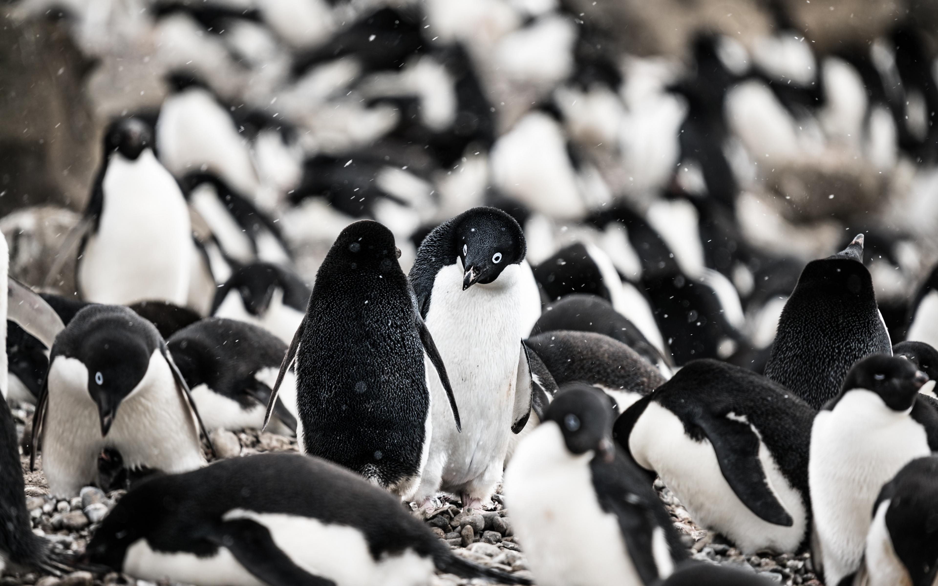 4K Penguin Wallpapers - Top Free 4K Penguin Backgrounds - WallpaperAccess