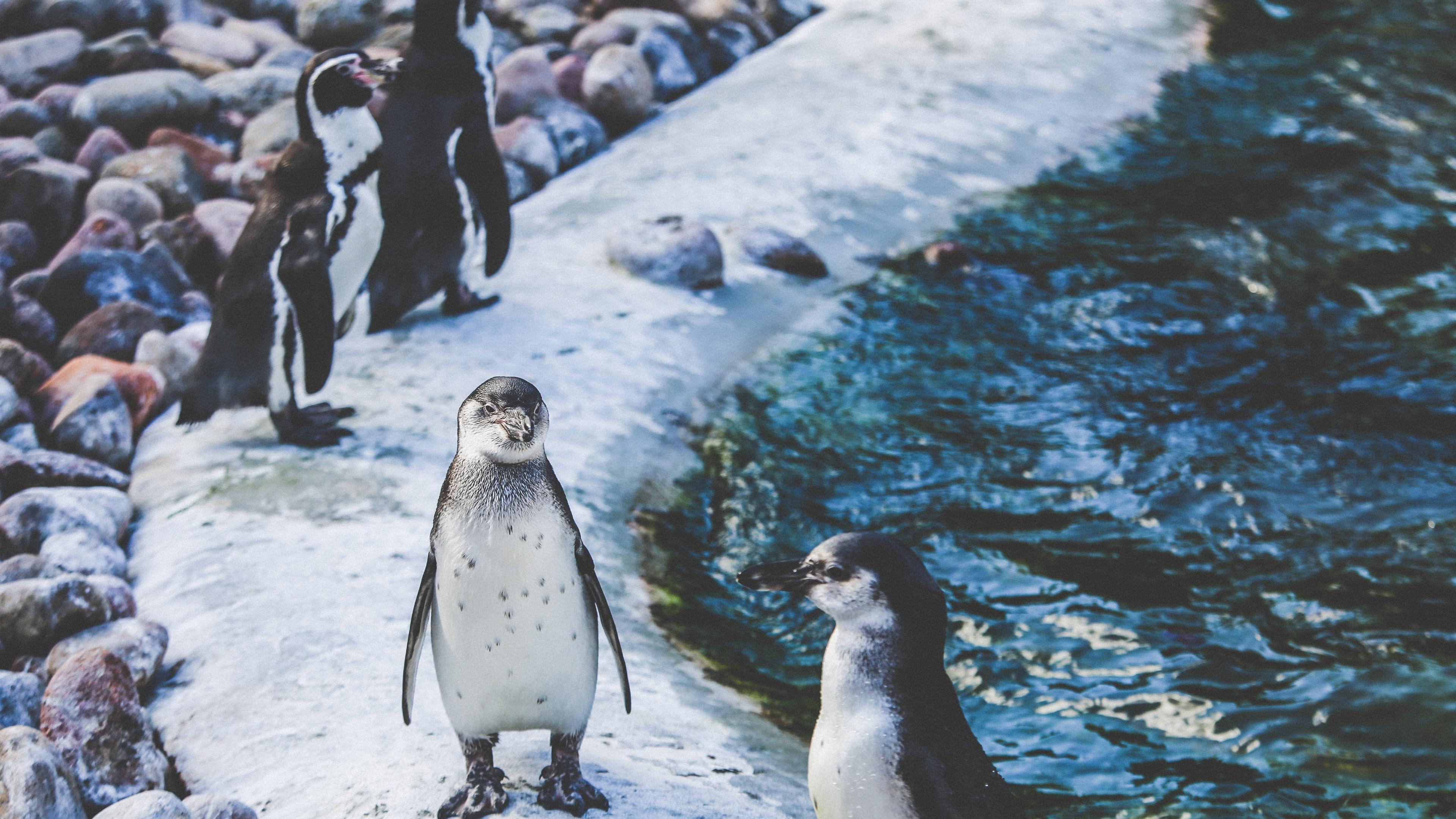 4K Penguin Wallpapers - Top Free 4K Penguin Backgrounds - WallpaperAccess