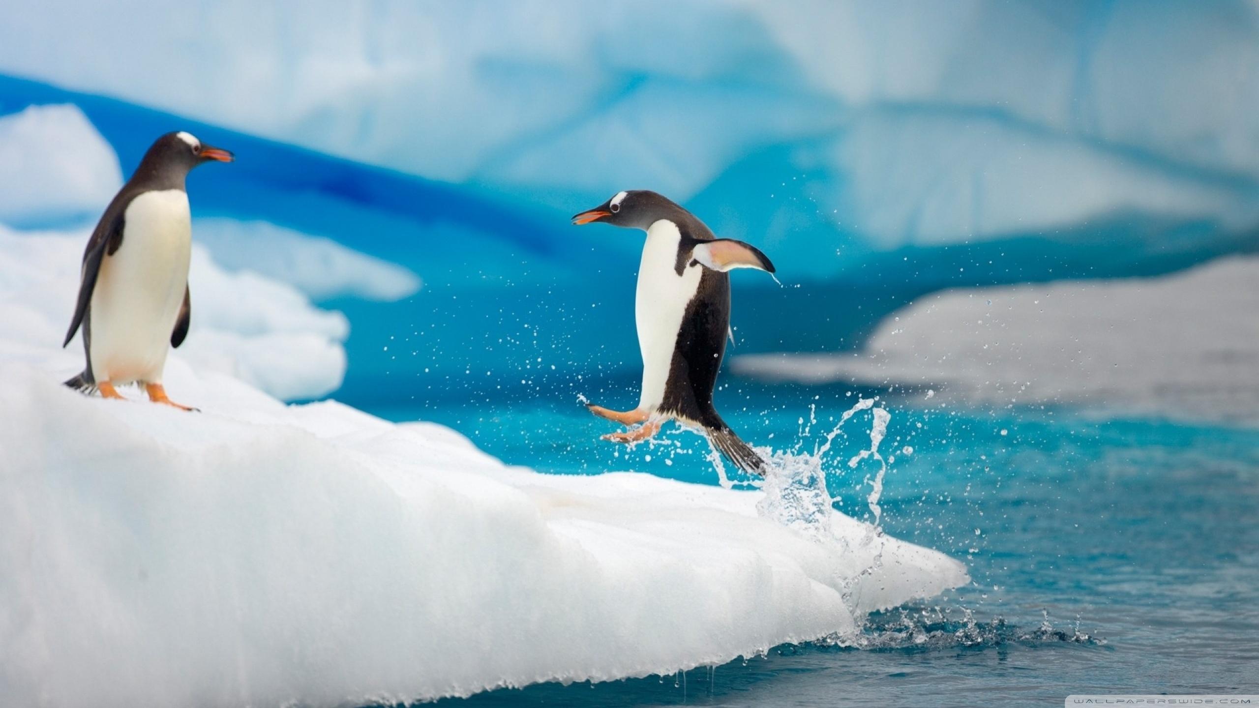 4K Penguin Wallpapers - Top Free 4K Penguin Backgrounds - WallpaperAccess