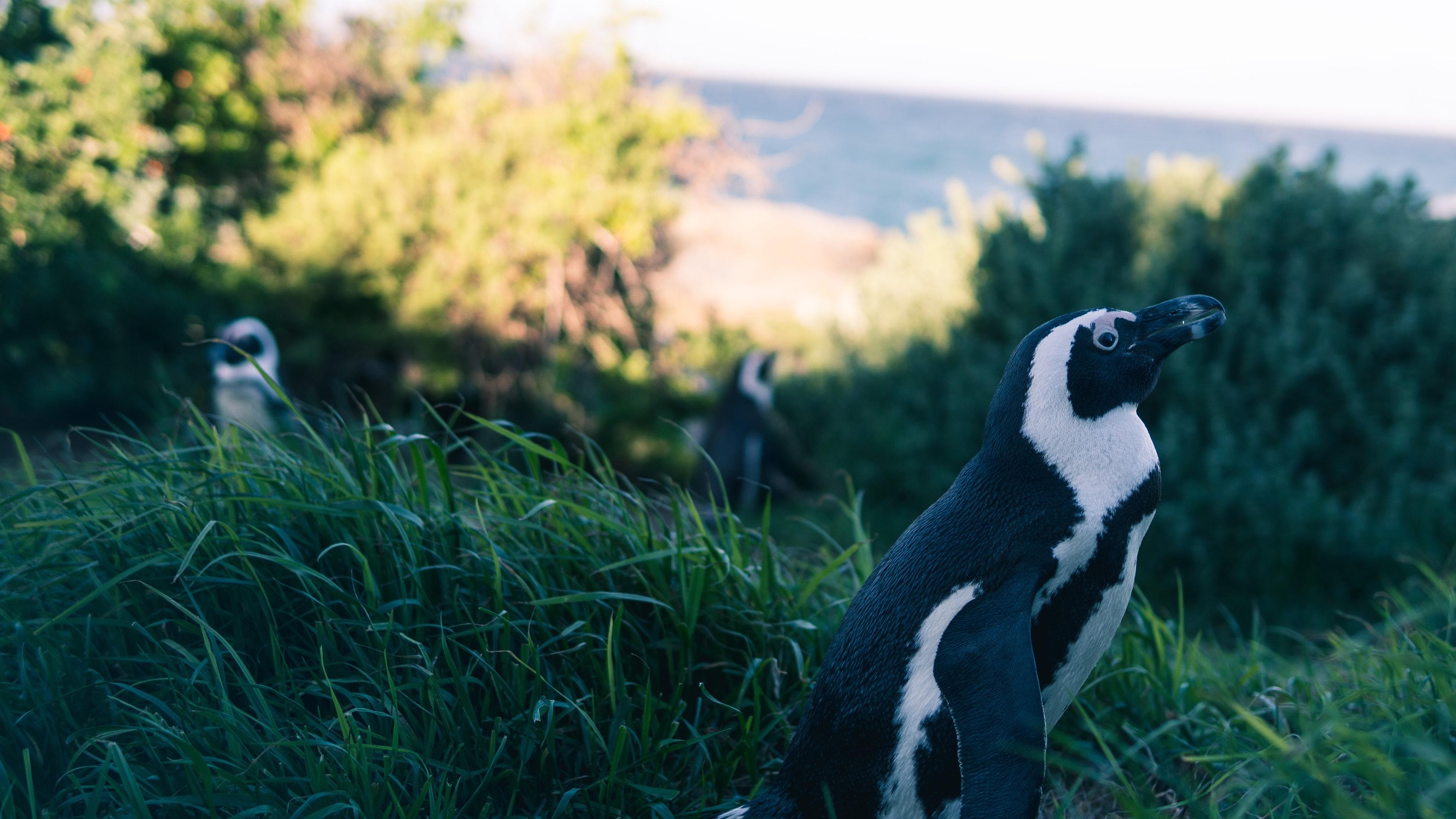 4K Penguin Wallpapers - Top Free 4K Penguin Backgrounds - WallpaperAccess