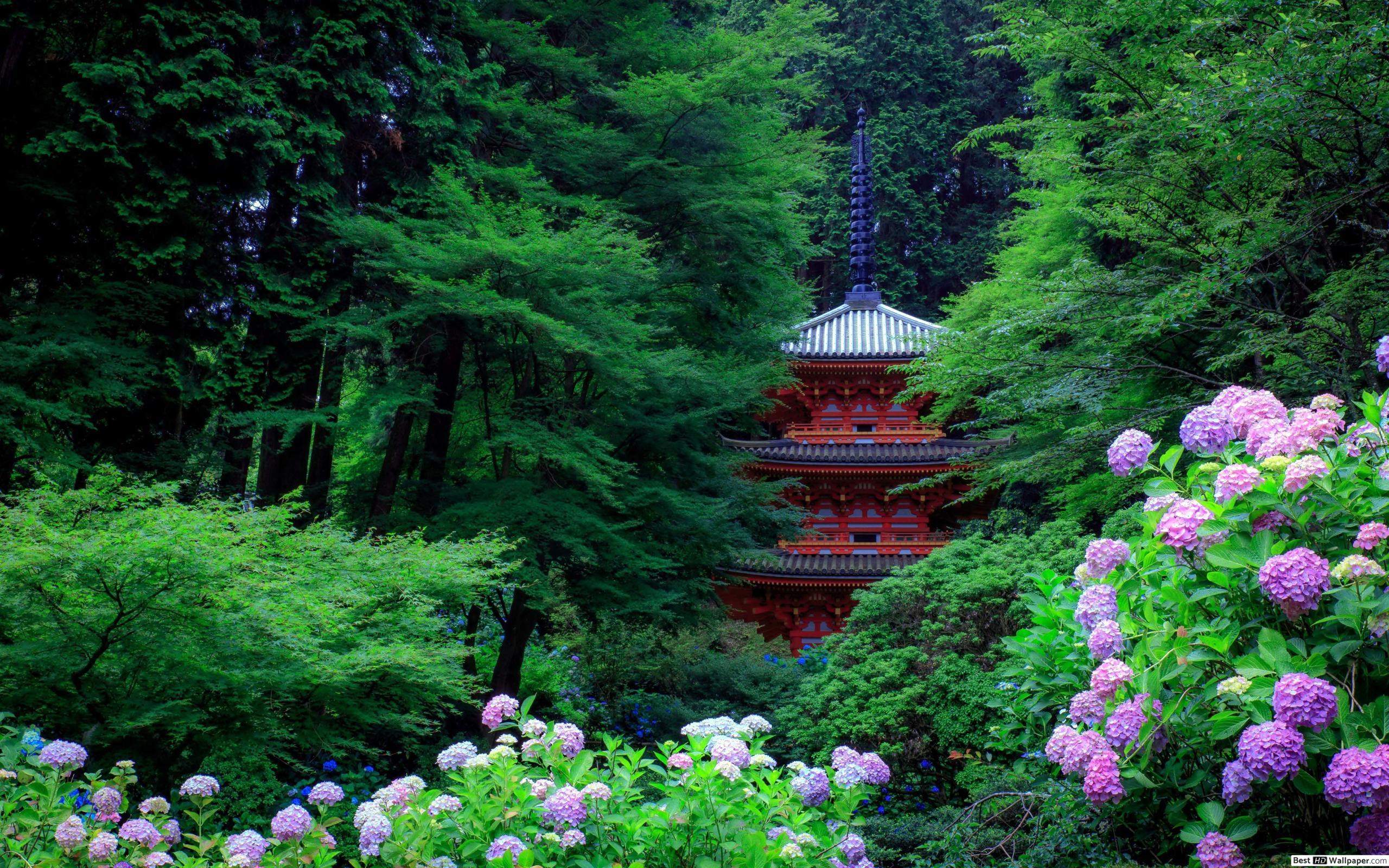 Spring Forest HD Wallpapers - Top Free Spring Forest HD Backgrounds ...