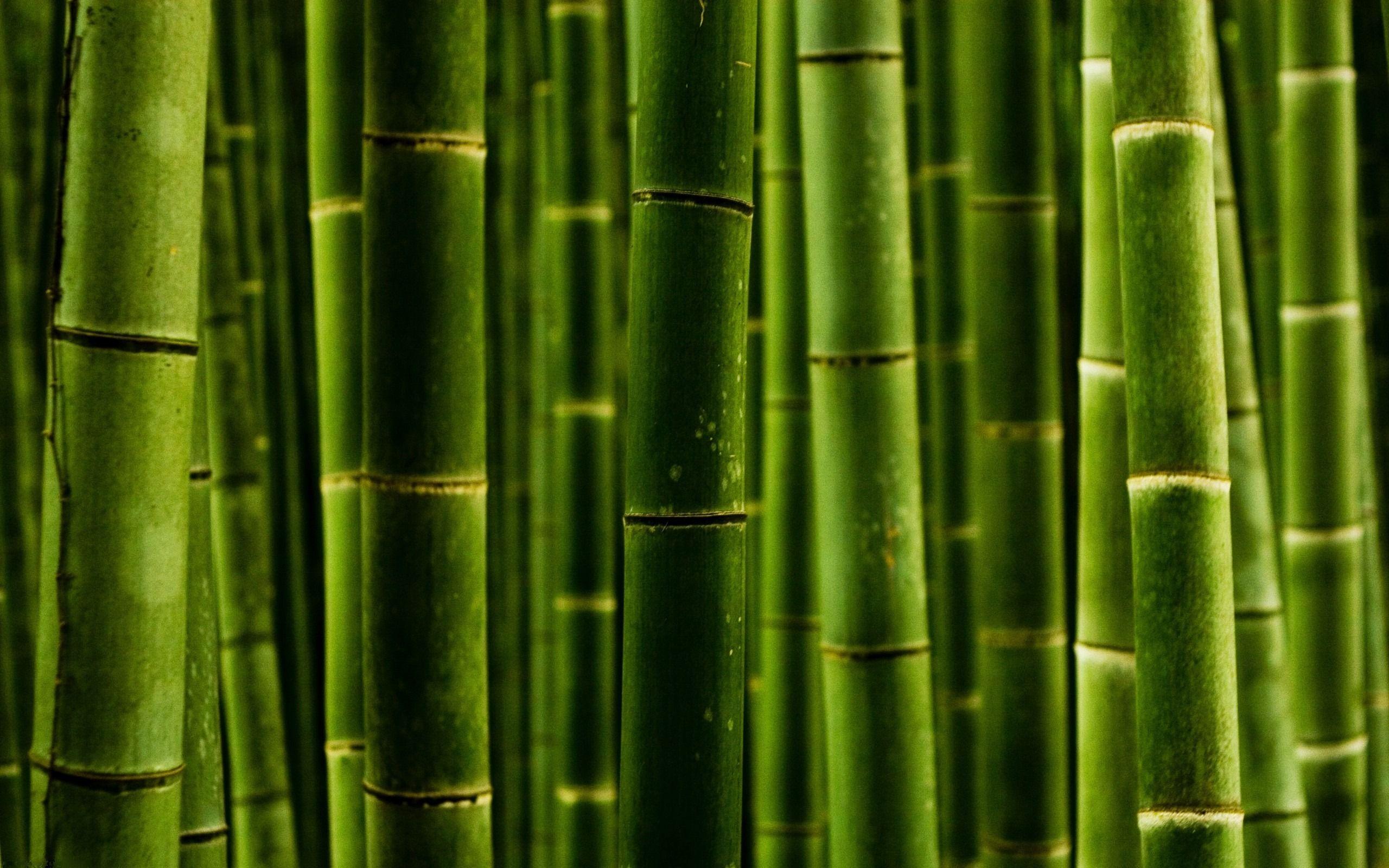 Bamboo Computer Wallpapers - Top Free Bamboo Computer Backgrounds ...