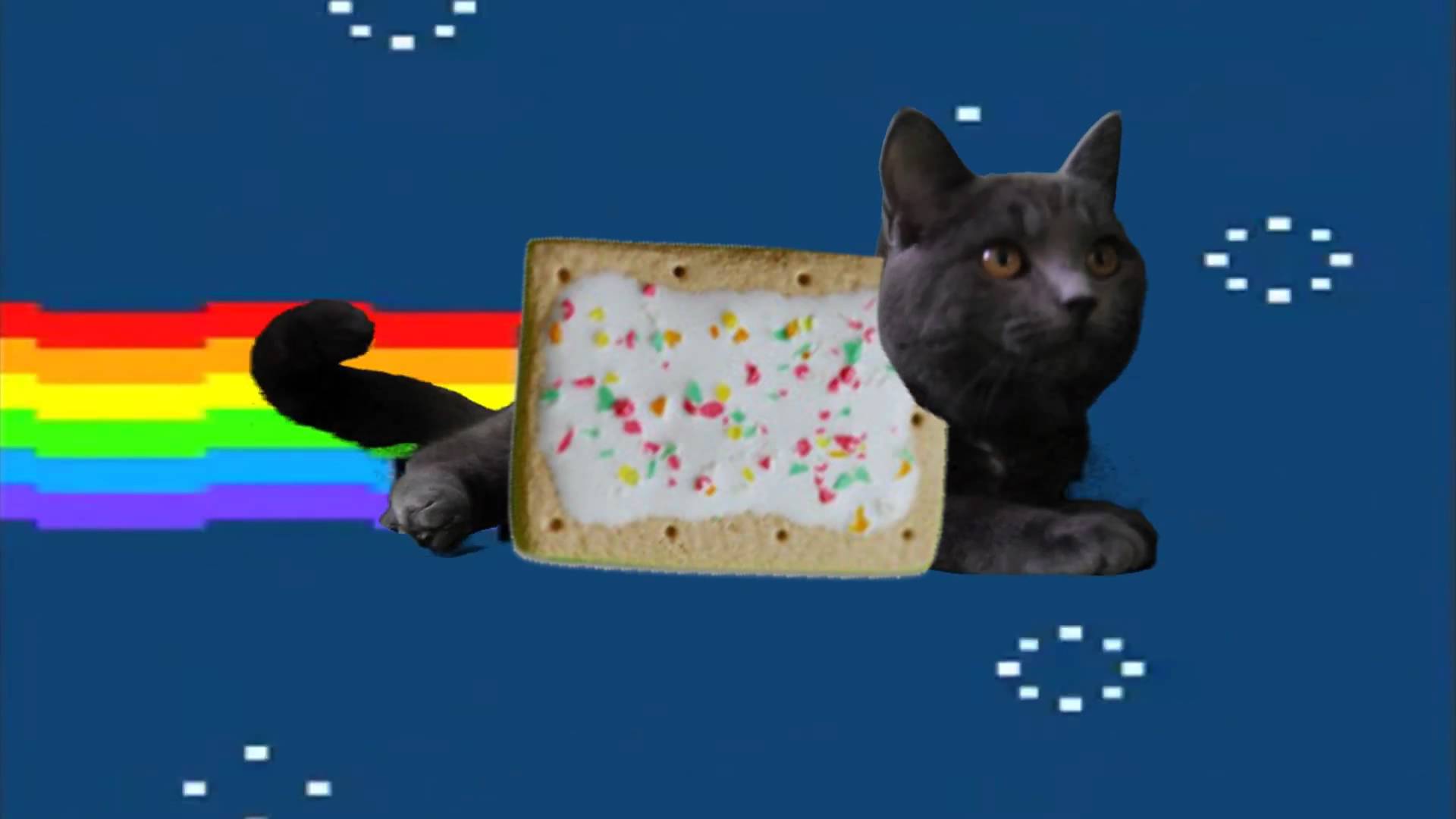 Real Nyan Cat Wallpapers - Top Free Real Nyan Cat Backgrounds ...
