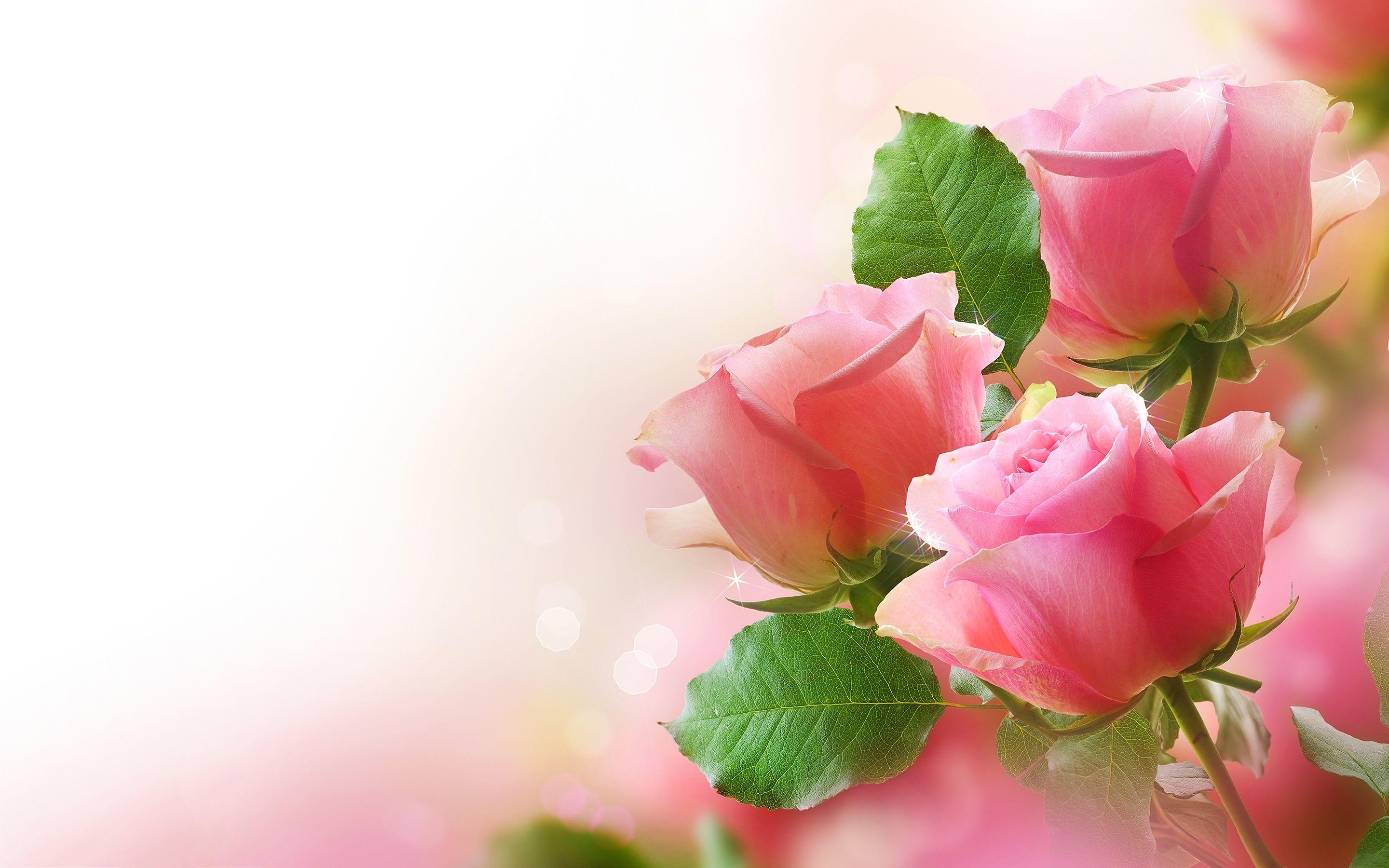 Beautiful Pink Flowers Wallpapers - Top Free Beautiful Pink Flowers ...