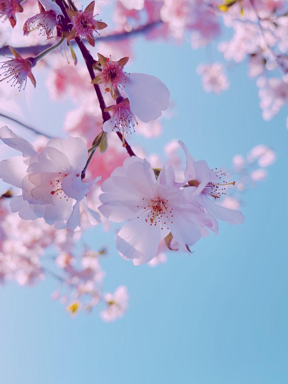 Beautiful Pink Flowers Wallpapers - Top Free Beautiful Pink Flowers ...