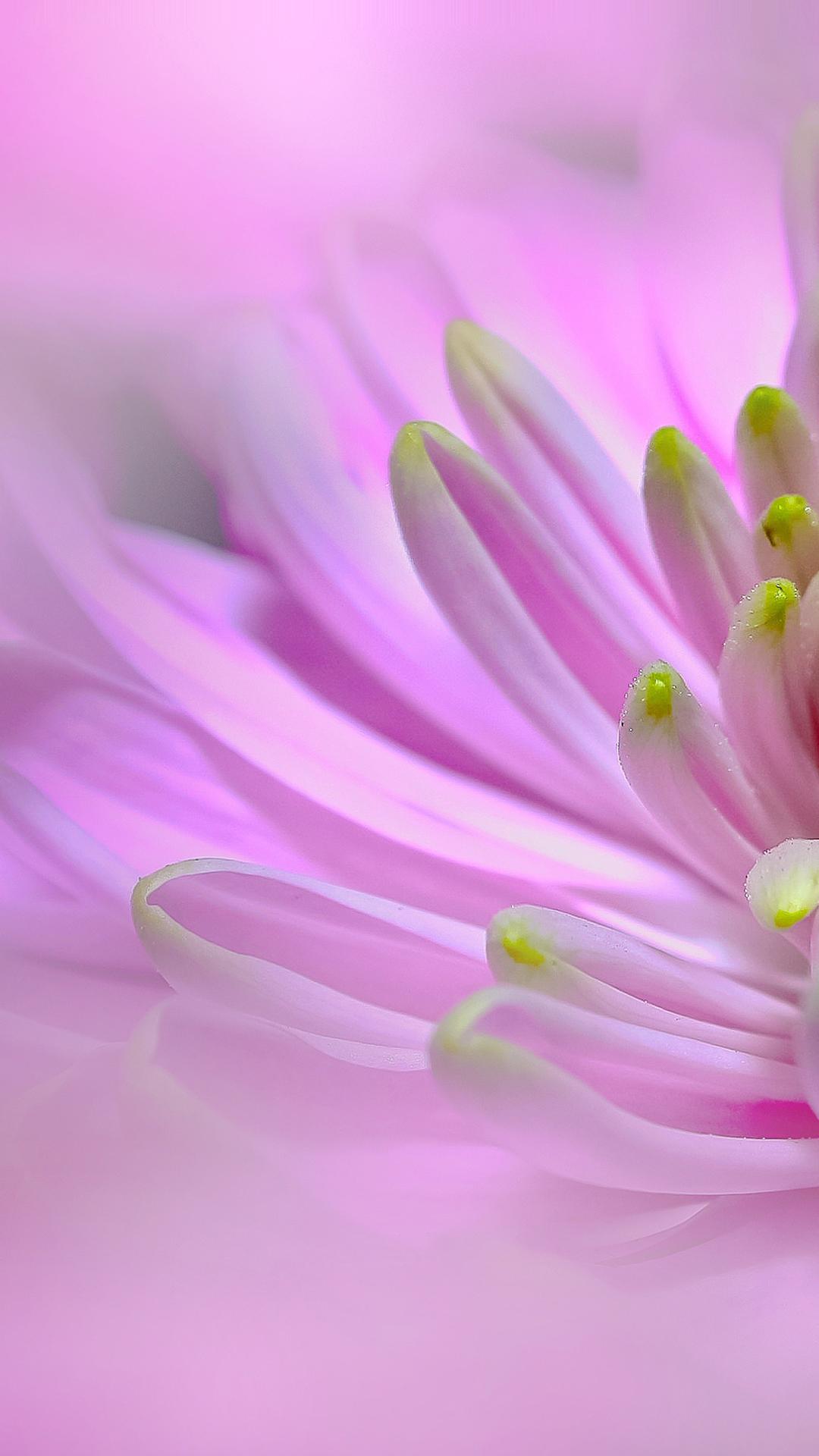 Beautiful Pink Flowers Wallpapers - Top Free Beautiful Pink Flowers ...