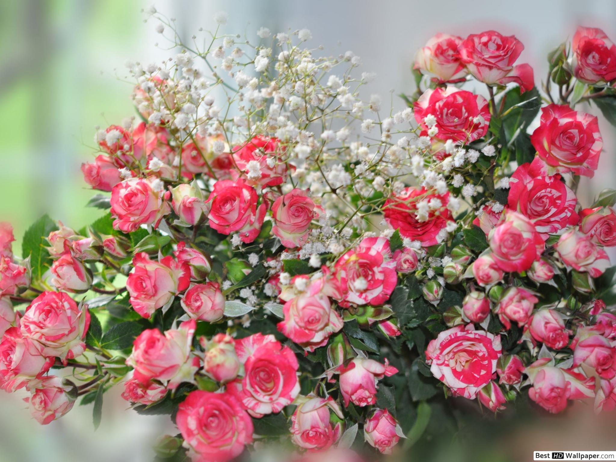 Beautiful Pink Flowers Wallpapers - Top Free Beautiful Pink Flowers ...