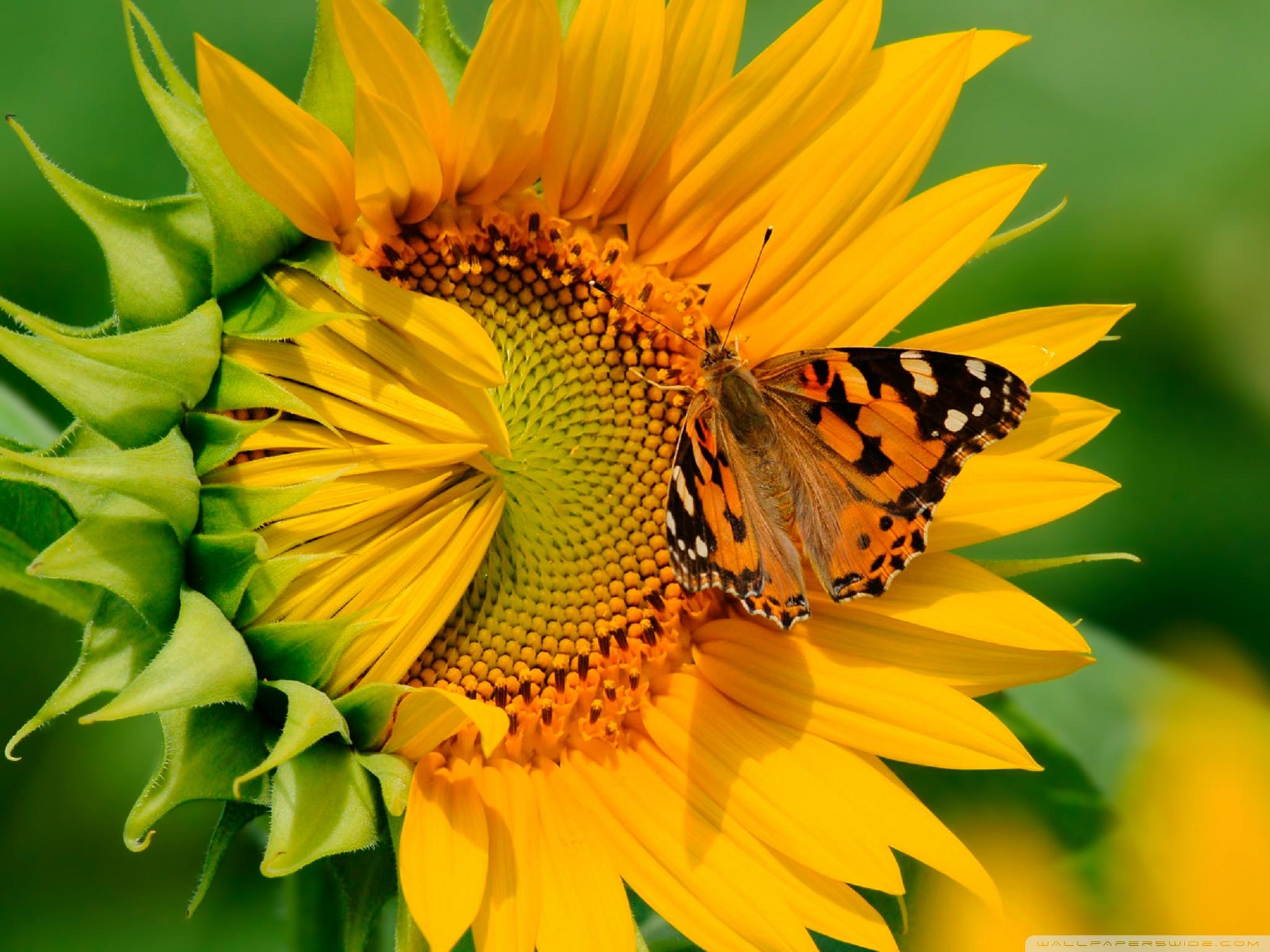 Sunflower and Butterfly Wallpapers - Top Free Sunflower and Butterfly ...