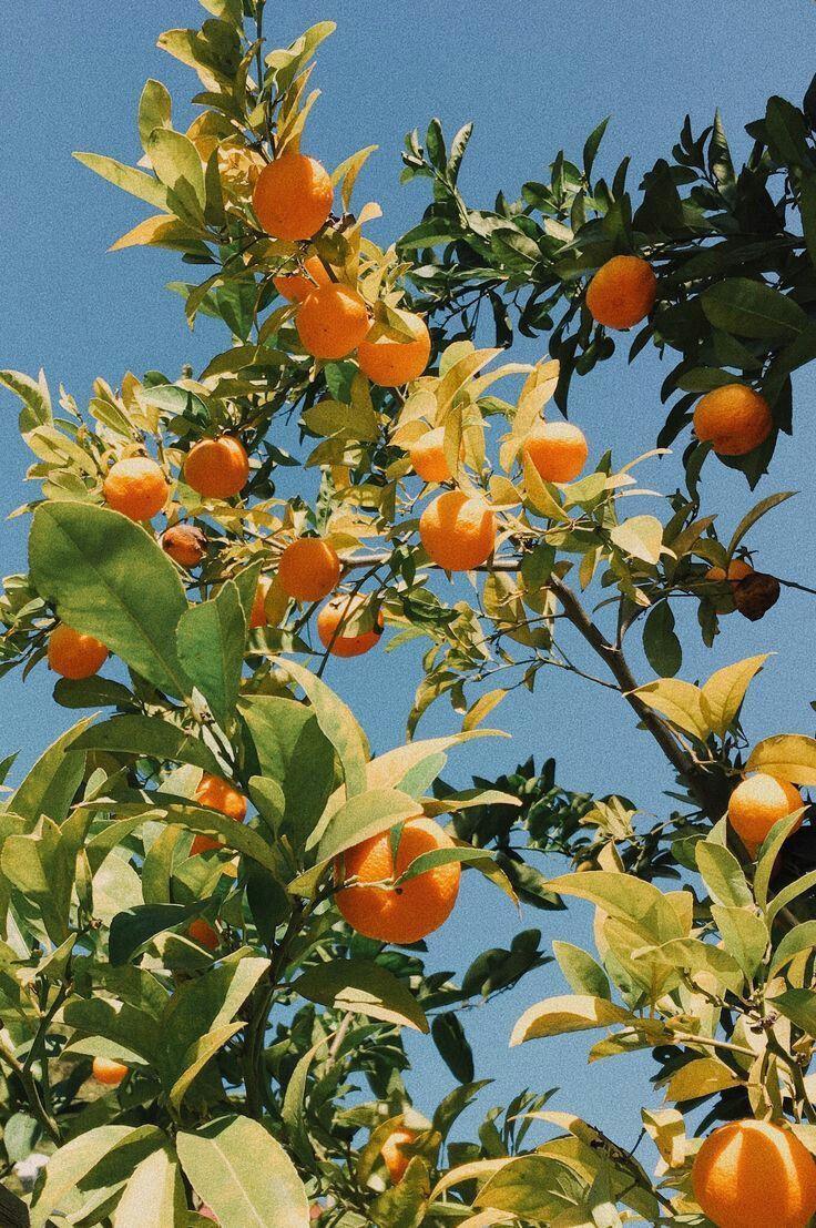 Citrus Tree Wallpapers - Top Free Citrus Tree Backgrounds - WallpaperAccess