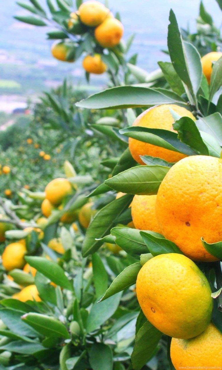 Citrus Tree Wallpapers - Top Free Citrus Tree Backgrounds - WallpaperAccess