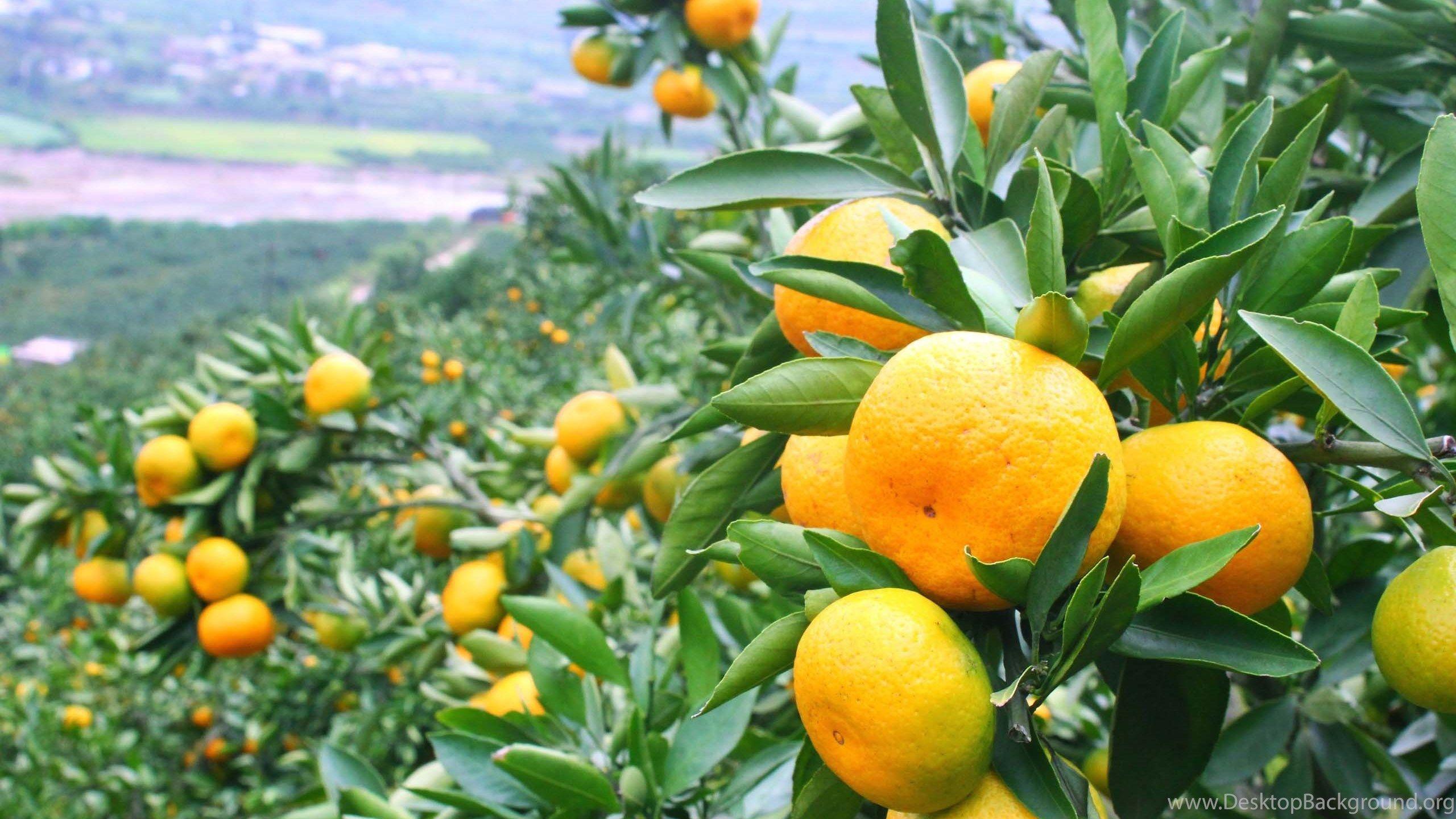 Citrus Tree Wallpapers - Top Free Citrus Tree Backgrounds - WallpaperAccess