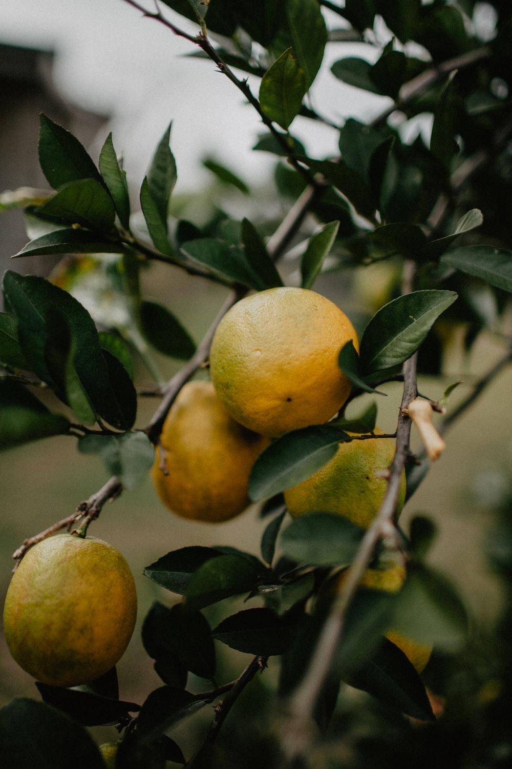 Citrus Tree Wallpapers - Top Free Citrus Tree Backgrounds - WallpaperAccess