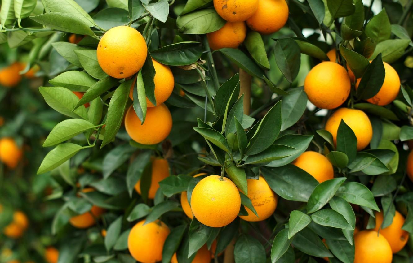 Citrus Tree Wallpapers - Top Free Citrus Tree Backgrounds - WallpaperAccess