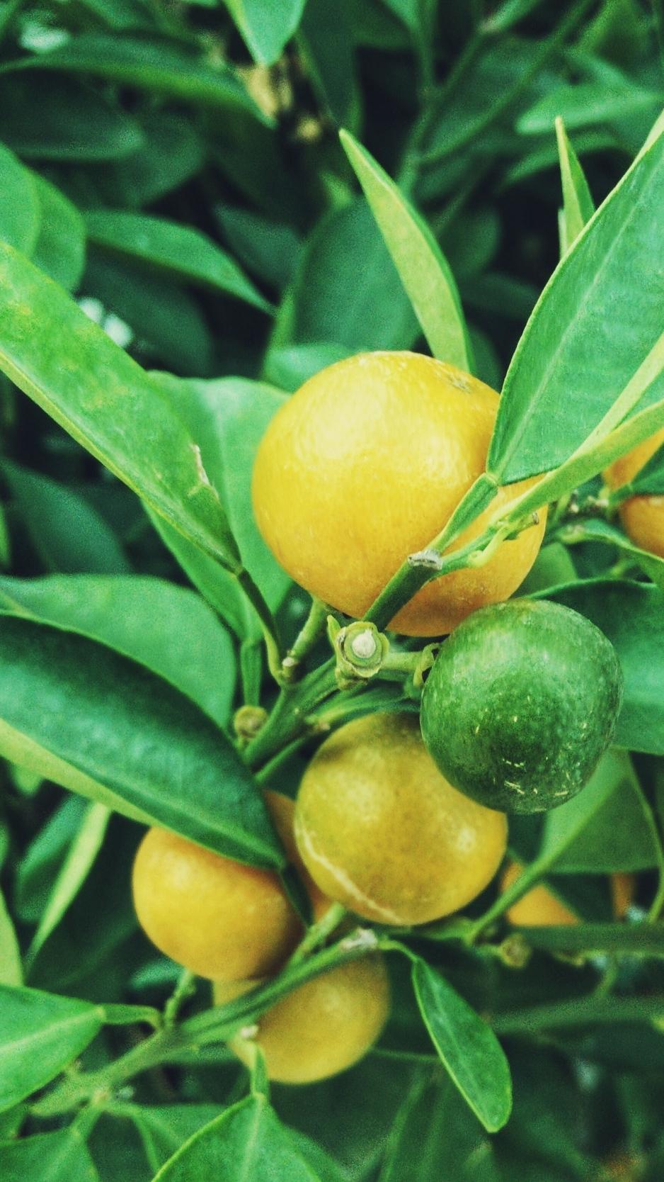 Citrus Tree Wallpapers - Top Free Citrus Tree Backgrounds - WallpaperAccess