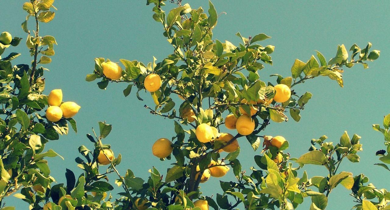 Citrus Tree Wallpapers - Top Free Citrus Tree Backgrounds - WallpaperAccess