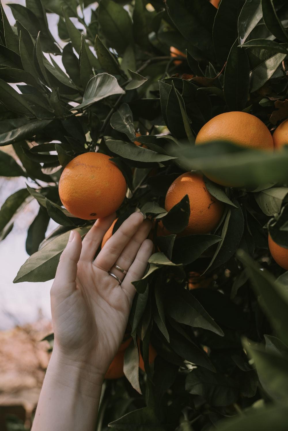 Citrus Tree Wallpapers - Top Free Citrus Tree Backgrounds - WallpaperAccess