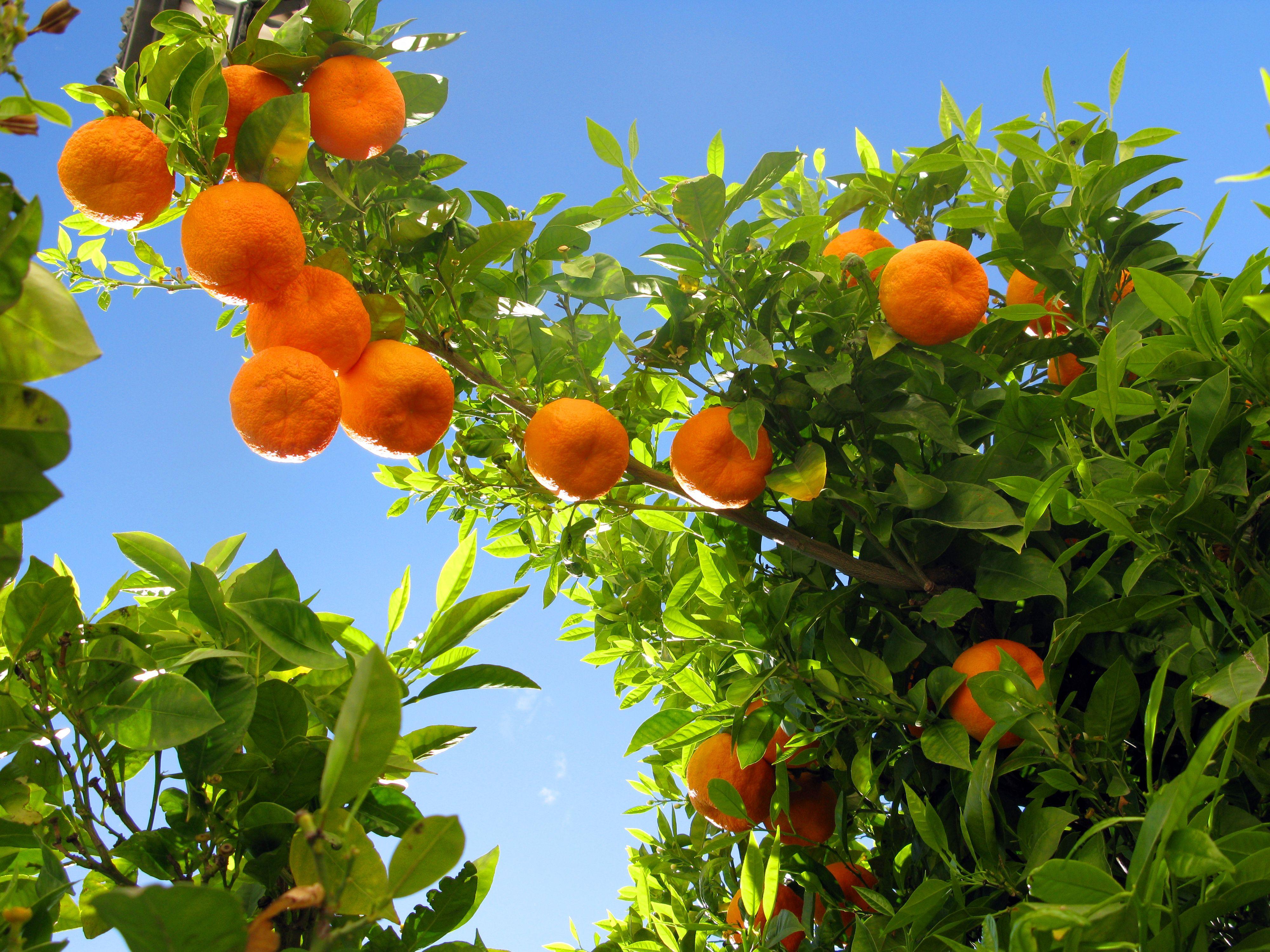Citrus Tree Wallpapers - Top Free Citrus Tree Backgrounds - WallpaperAccess