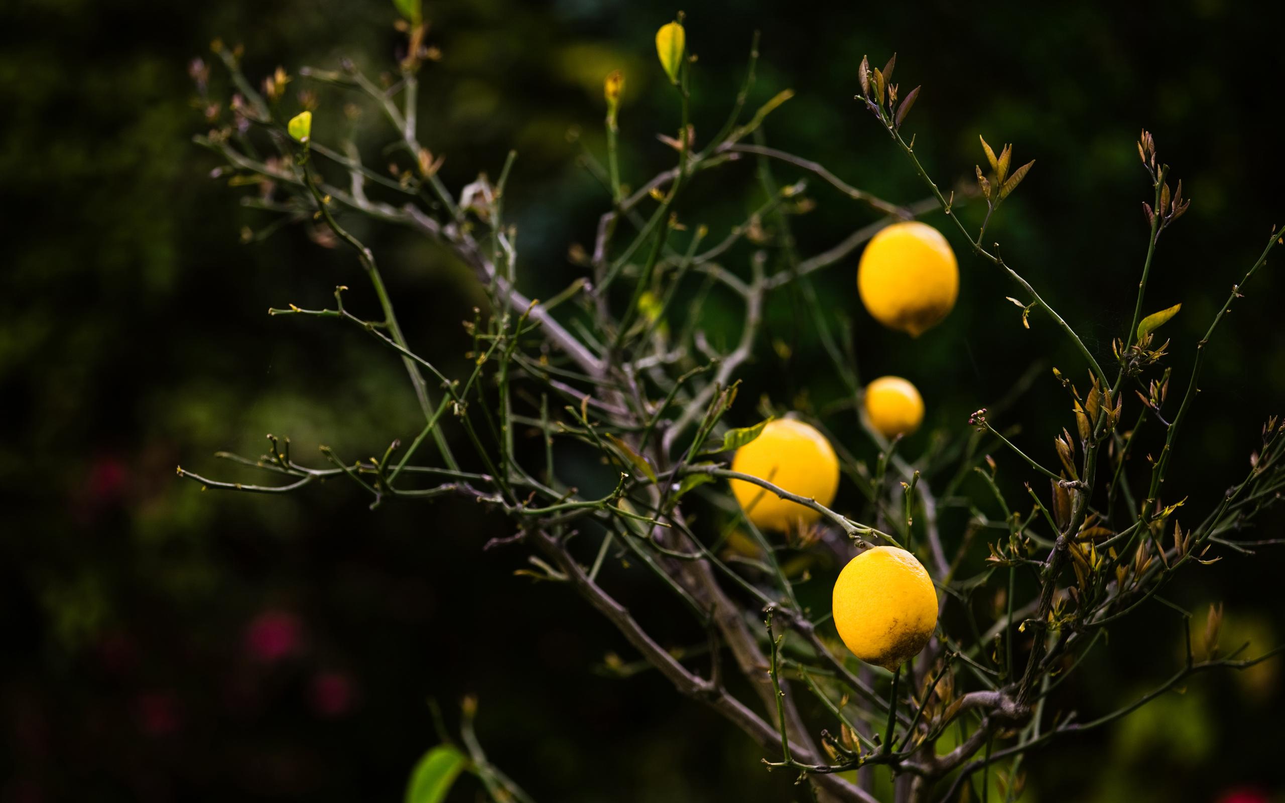 Citrus Tree Wallpapers - Top Free Citrus Tree Backgrounds - WallpaperAccess