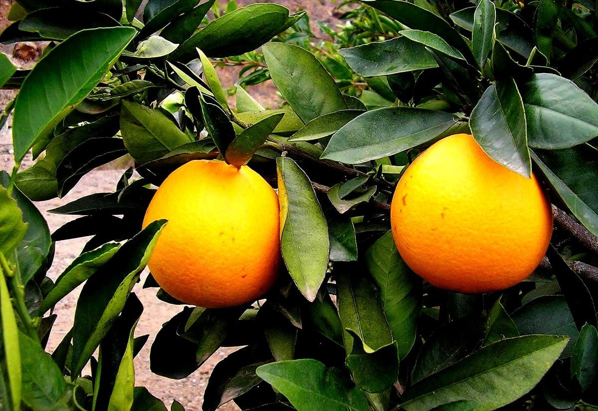 Citrus Tree Wallpapers - Top Free Citrus Tree Backgrounds - WallpaperAccess