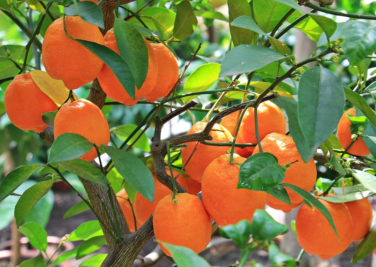 Citrus Tree Wallpapers - Top Free Citrus Tree Backgrounds - WallpaperAccess