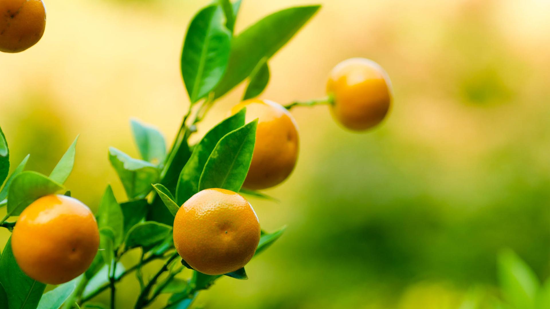 Citrus Tree Wallpapers - Top Free Citrus Tree Backgrounds - WallpaperAccess