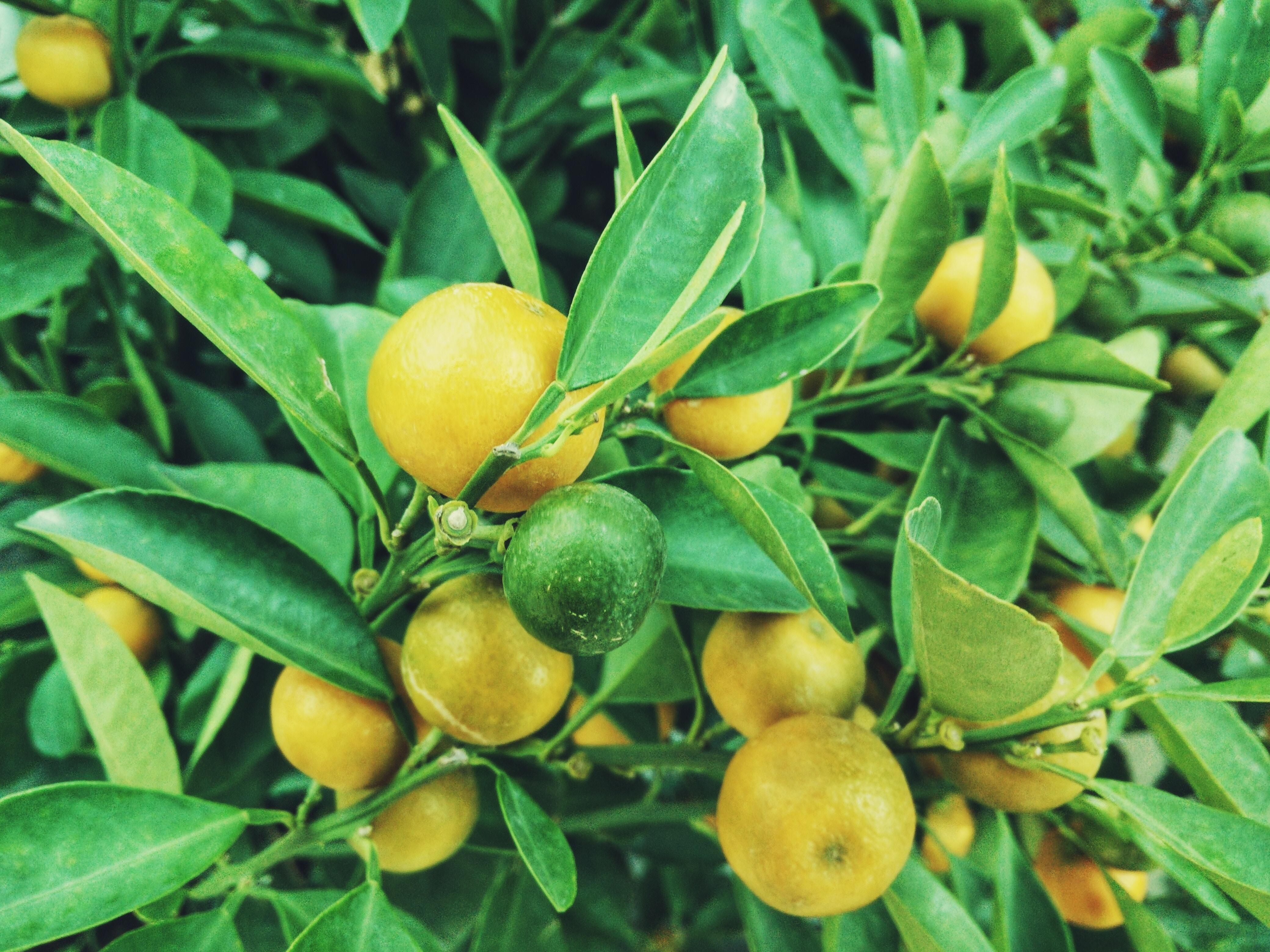 Citrus Tree Wallpapers - Top Free Citrus Tree Backgrounds - WallpaperAccess