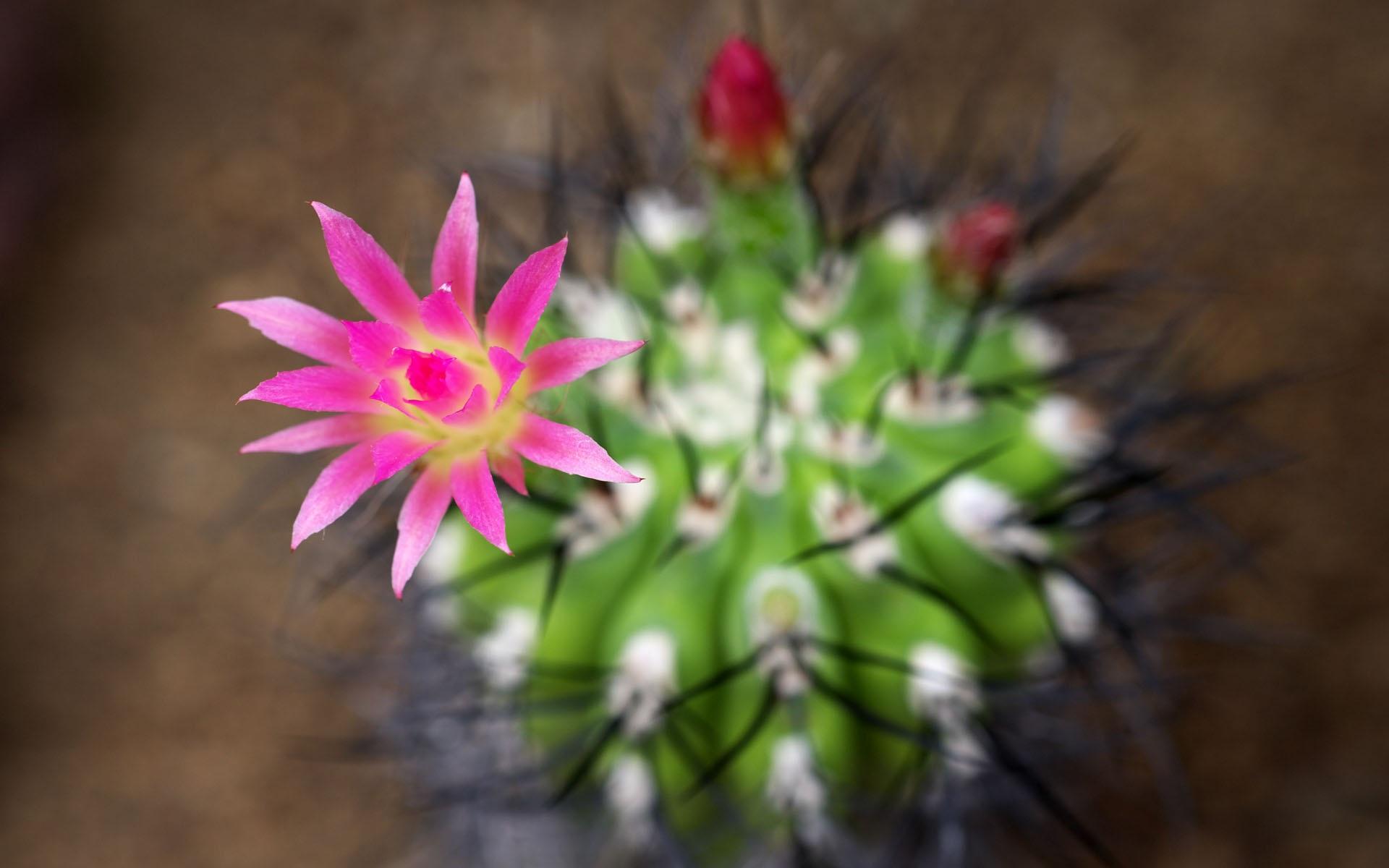 Pink Cactus Desktop Wallpapers - Top Free Pink Cactus Desktop ...