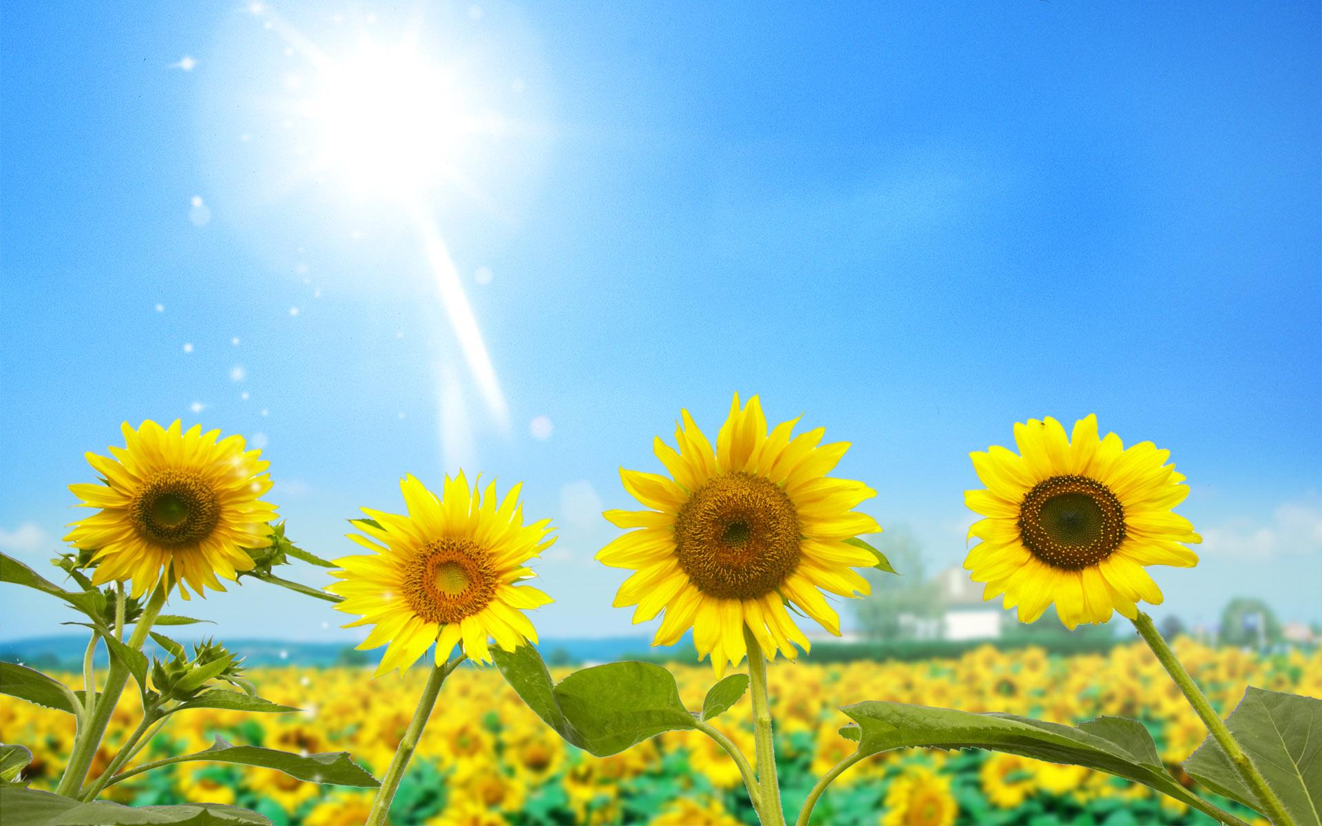 Sunflower PC Wallpapers - Top Free Sunflower PC Backgrounds ...