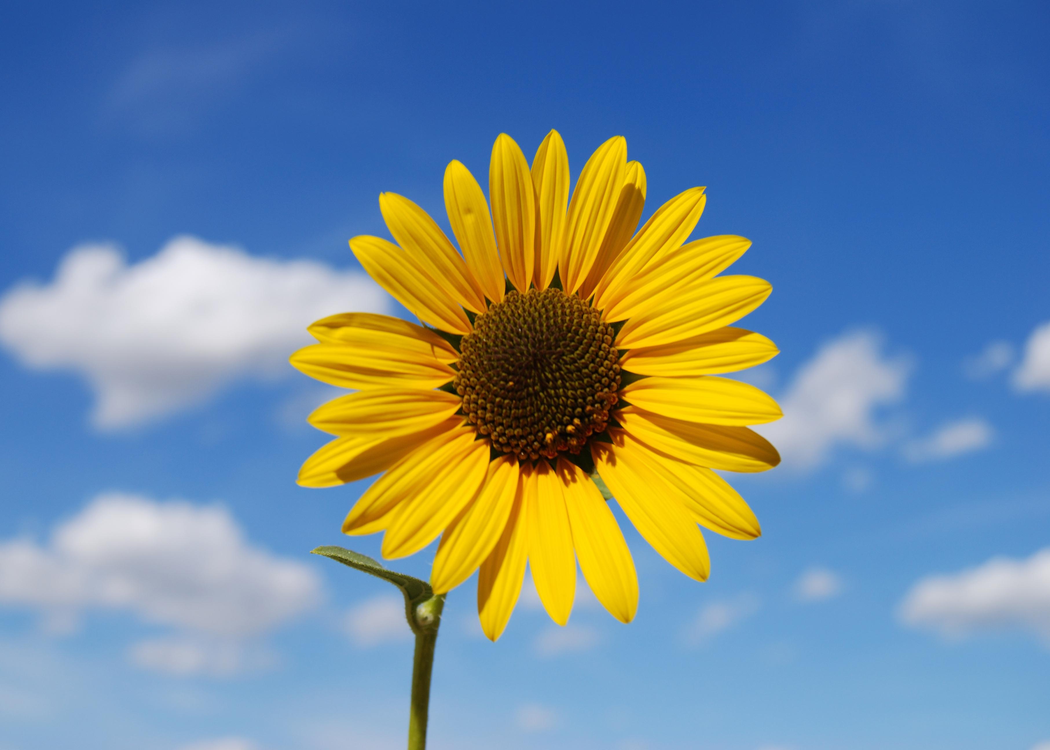 Sunflower PC Wallpapers - Top Free Sunflower PC Backgrounds ...
