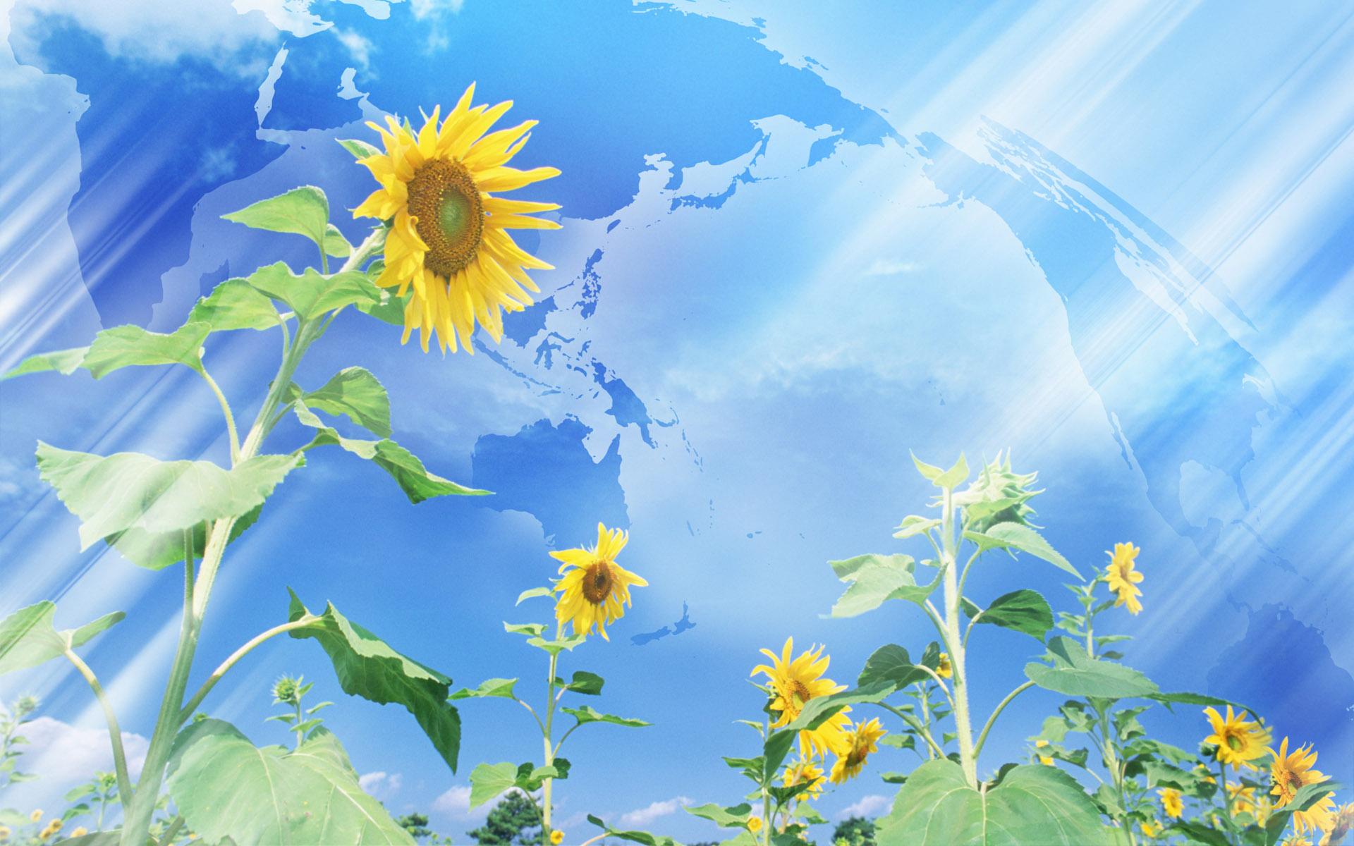 Sunflower PC Wallpapers - Top Free Sunflower PC Backgrounds ...