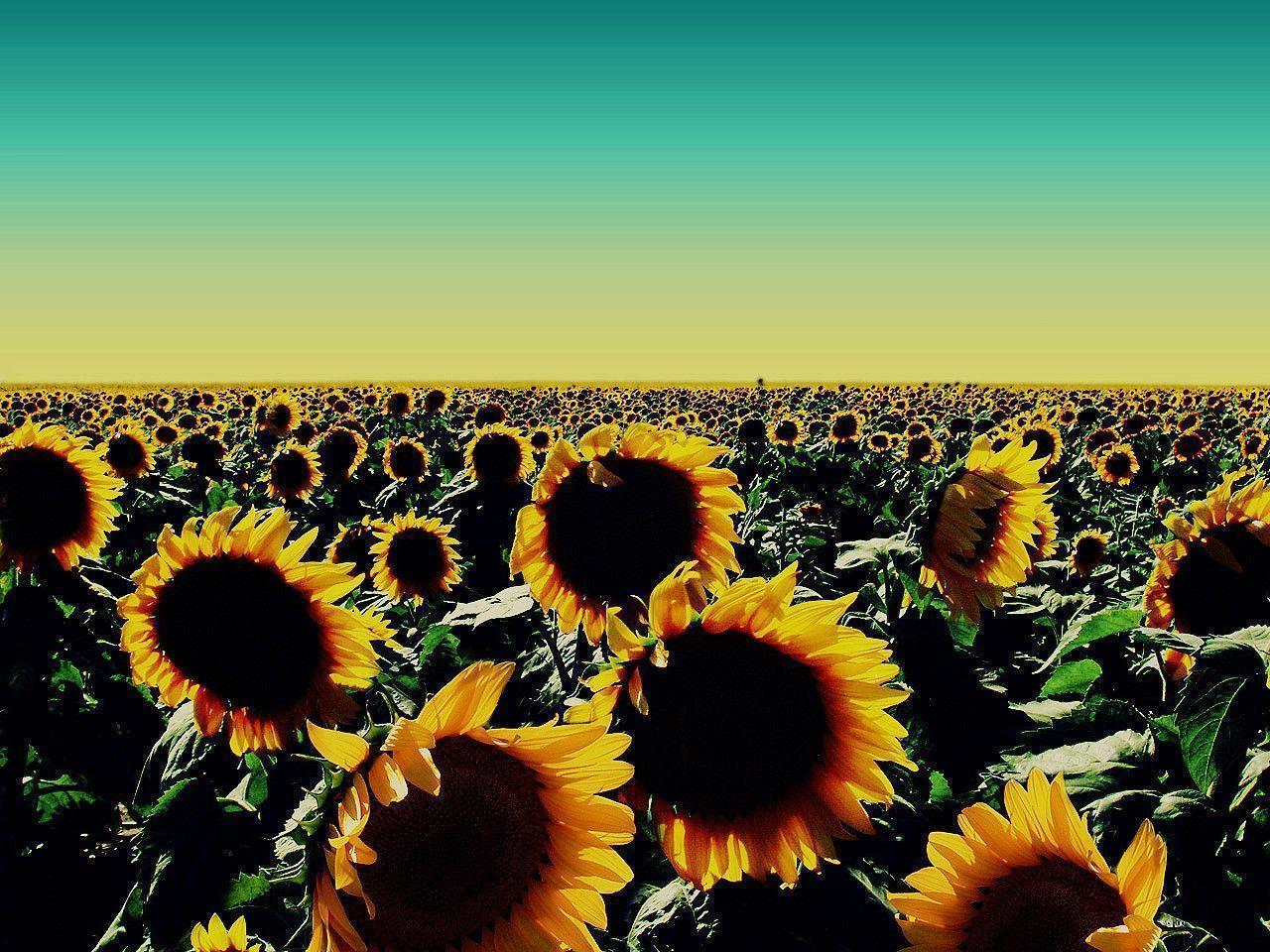 Sunflower PC Wallpapers - Top Free Sunflower PC Backgrounds ...