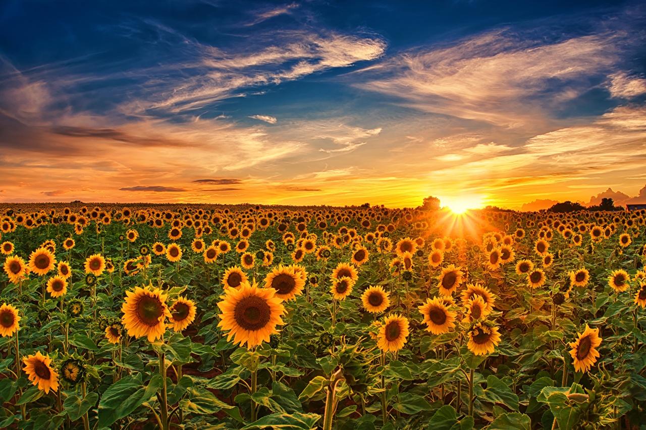 Sunflower PC Wallpapers - Top Free Sunflower PC Backgrounds ...
