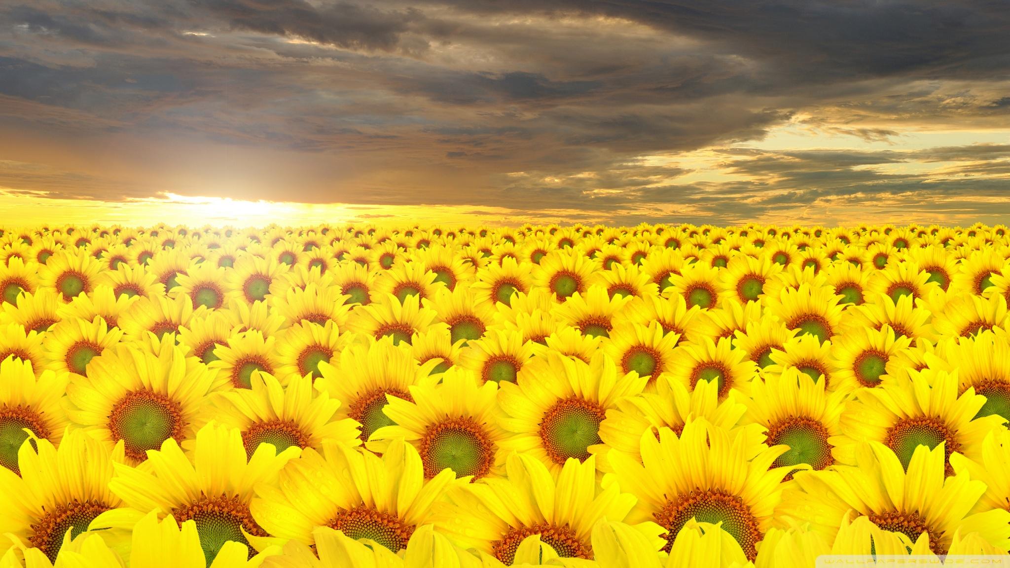 Sunflower PC Wallpapers - Top Free Sunflower PC Backgrounds ...