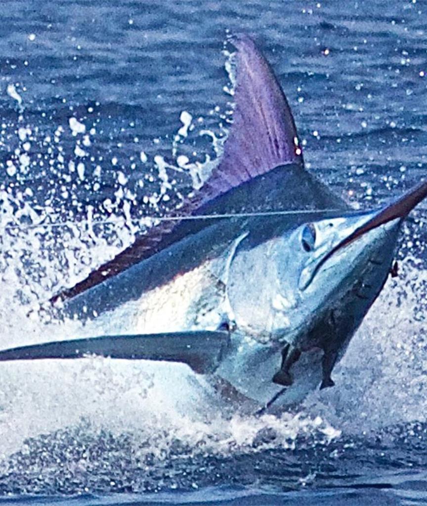 Blue Marlin Wallpapers - Top Free Blue Marlin Backgrounds - WallpaperAccess