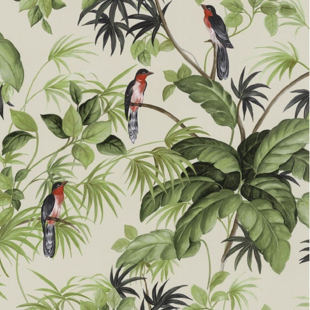 Tropical Bird Wallpapers - Top Free Tropical Bird Backgrounds ...