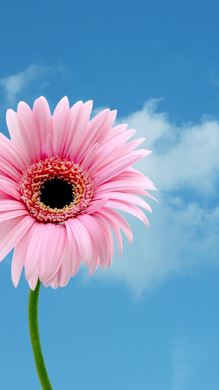 Pink Daisy Flower Wallpapers - Top Free Pink Daisy Flower Backgrounds ...