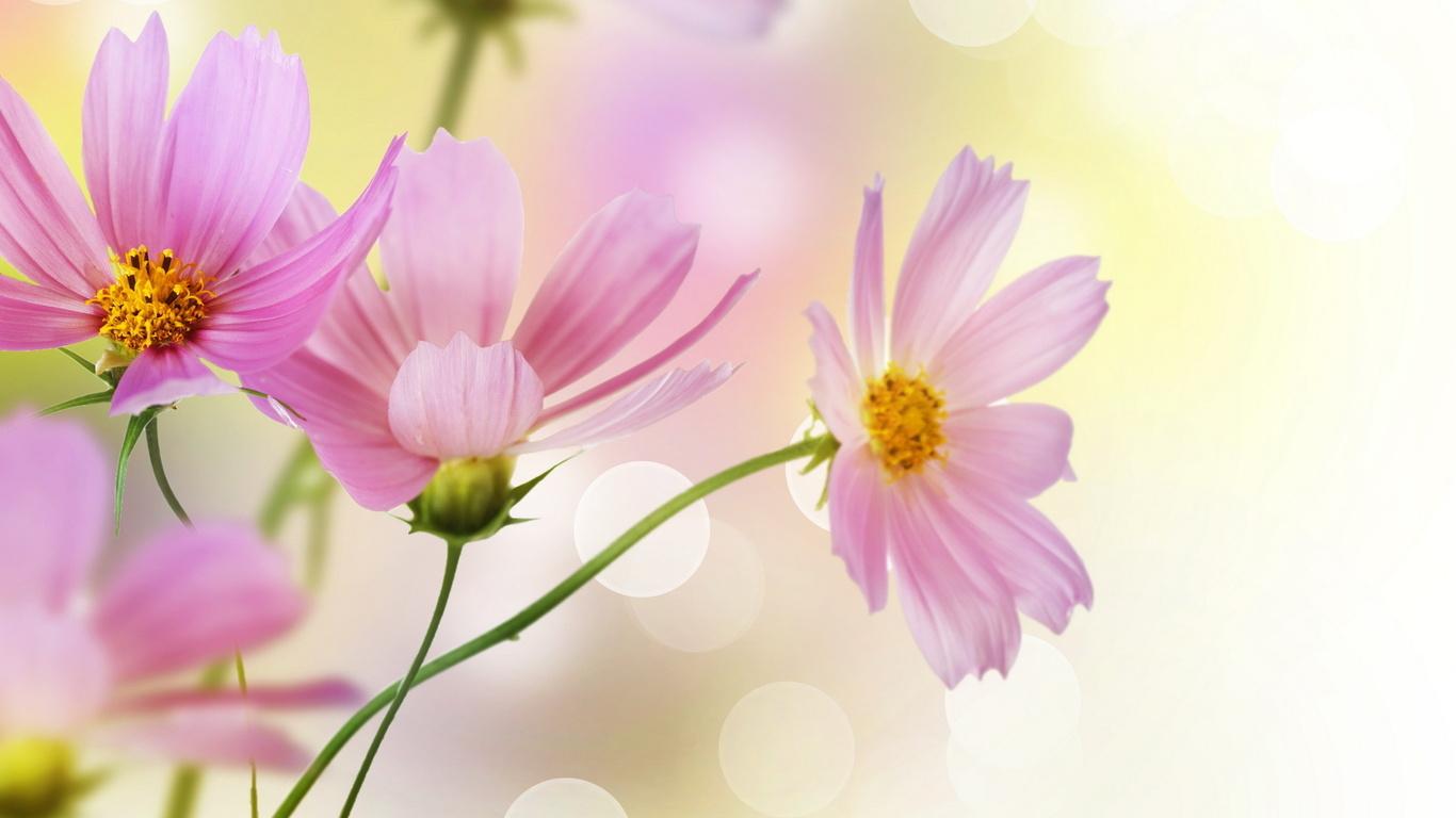 Pink Daisy Flower Wallpapers - Top Free Pink Daisy Flower Backgrounds ...