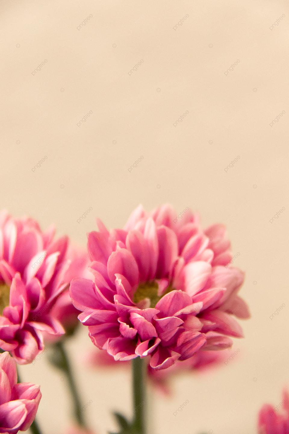 Pink Daisy Flower Wallpapers - Top Free Pink Daisy Flower Backgrounds ...
