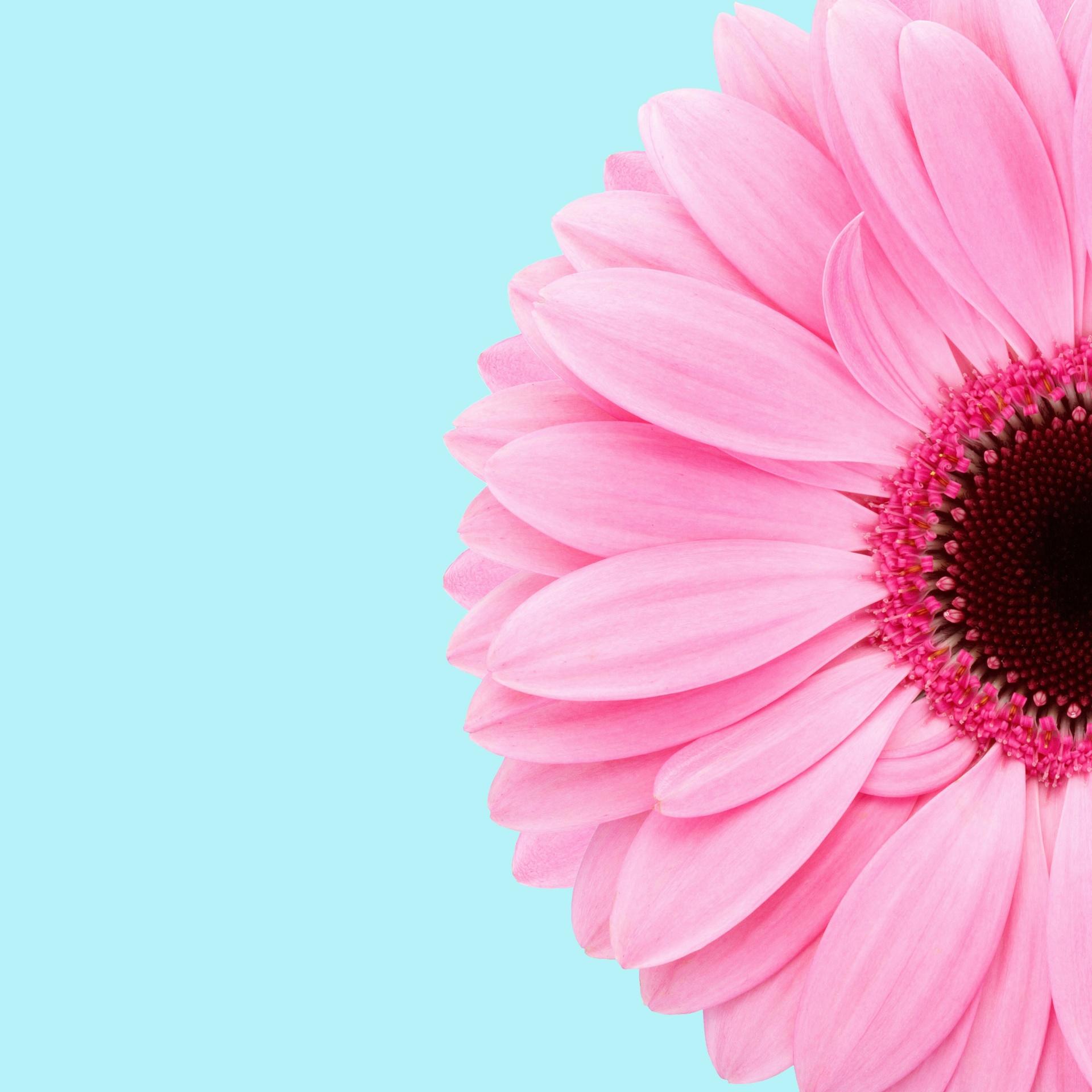 Pink Daisy Flower Wallpapers - Top Free Pink Daisy Flower Backgrounds ...