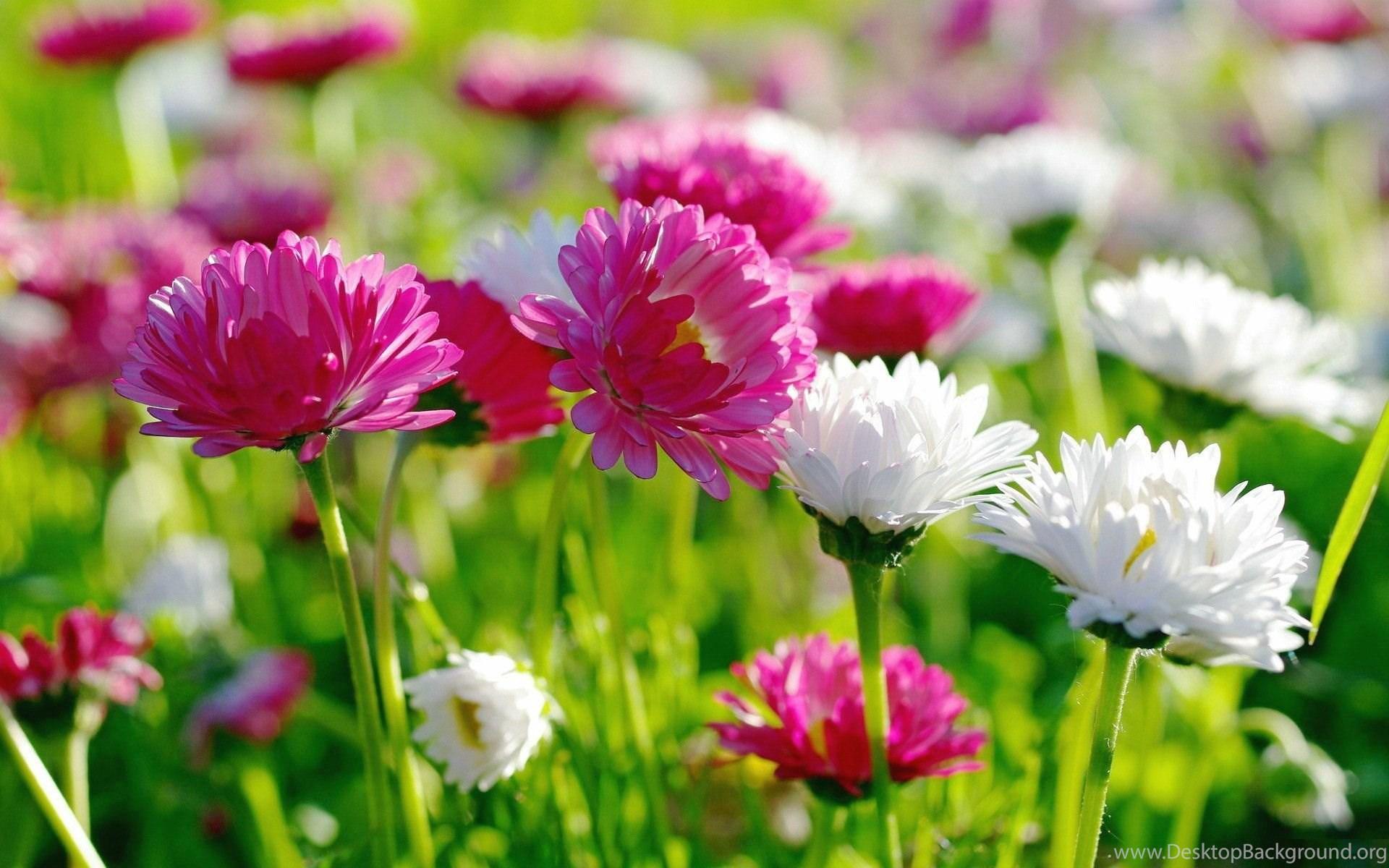 Pink Daisy Flower Wallpapers - Top Free Pink Daisy Flower Backgrounds ...
